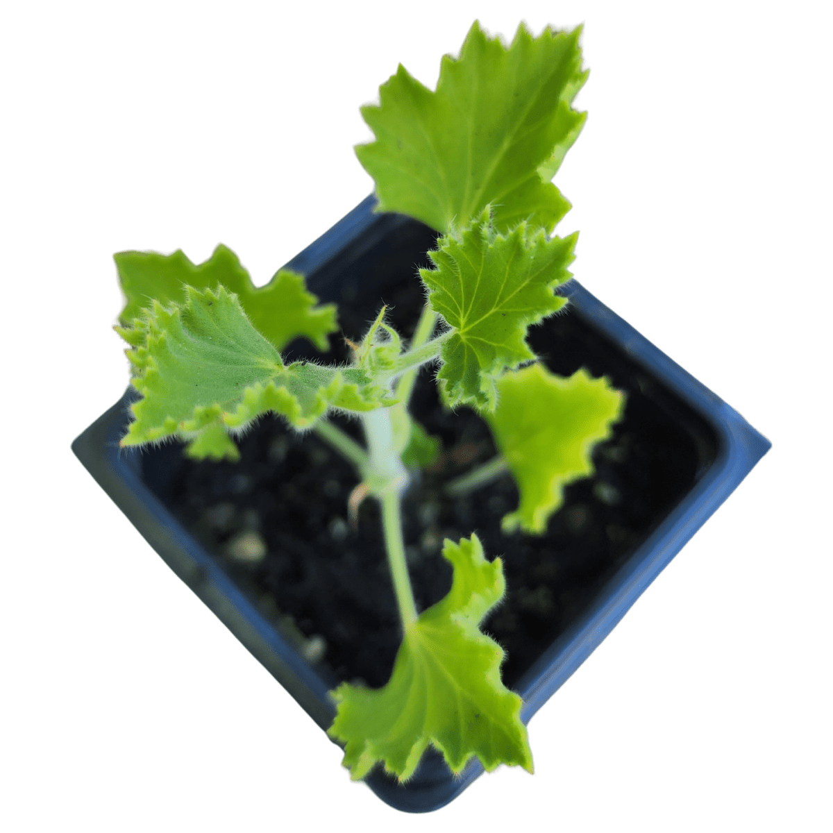 Geranium, Ginger (Pelargonium nervosum) Organic Plant in a 2.5-inch Pot ...