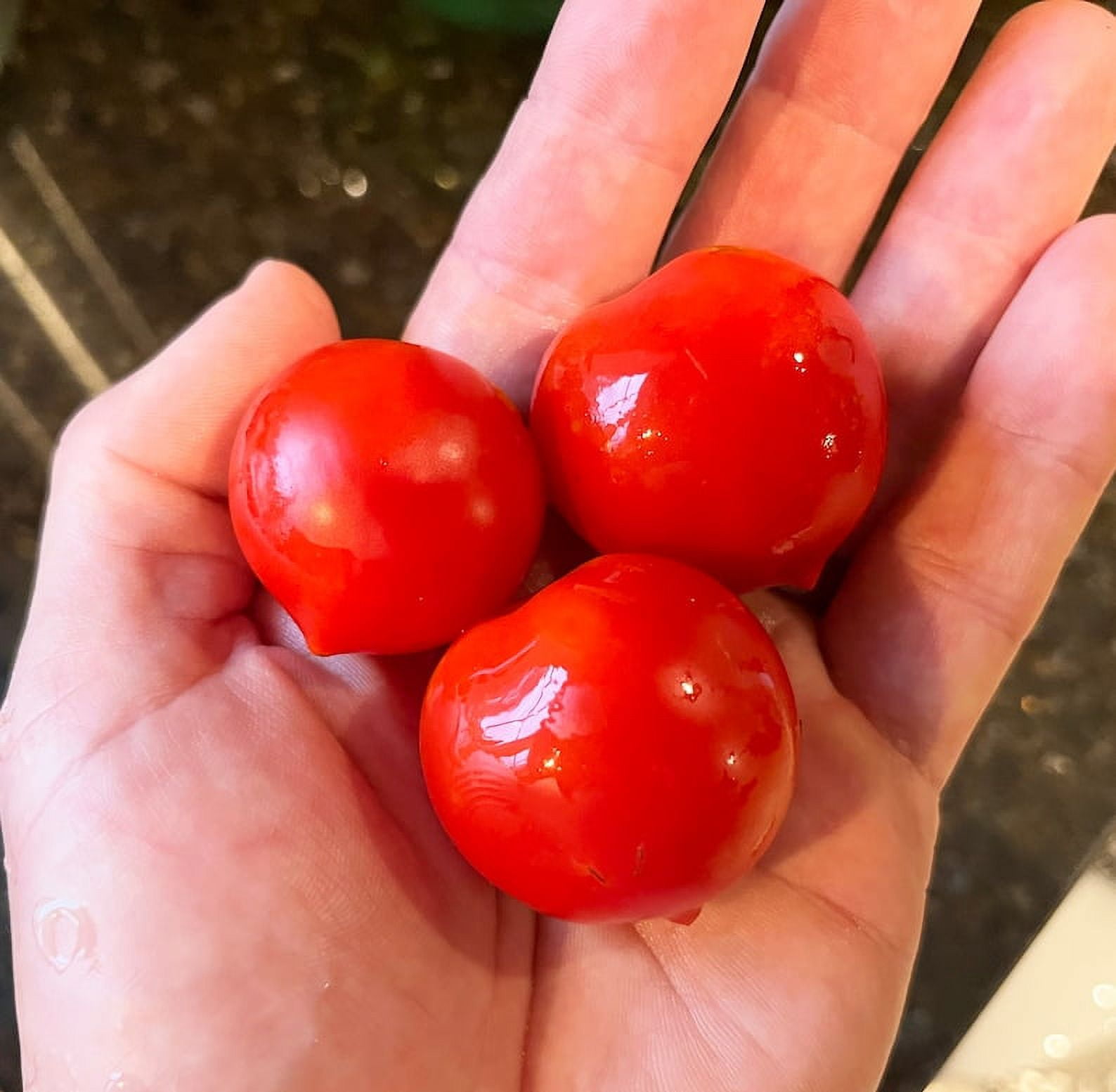 Geranium Kiss Dwarf Tomato Premium Seed Packet - Walmart.com