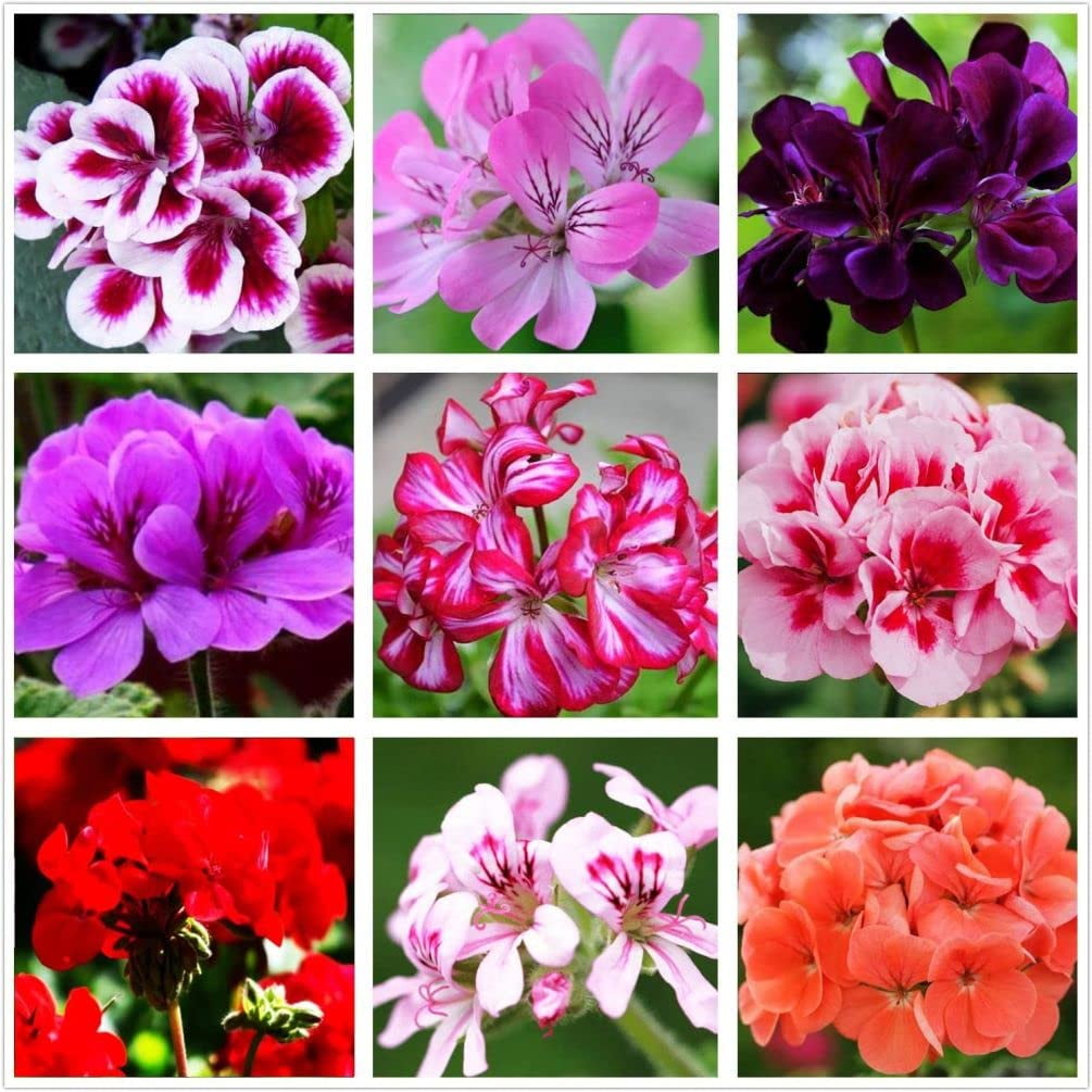 Geranium Mix 50+UMRT Seeds Flowers Planting for Outdoor Indoor ...
