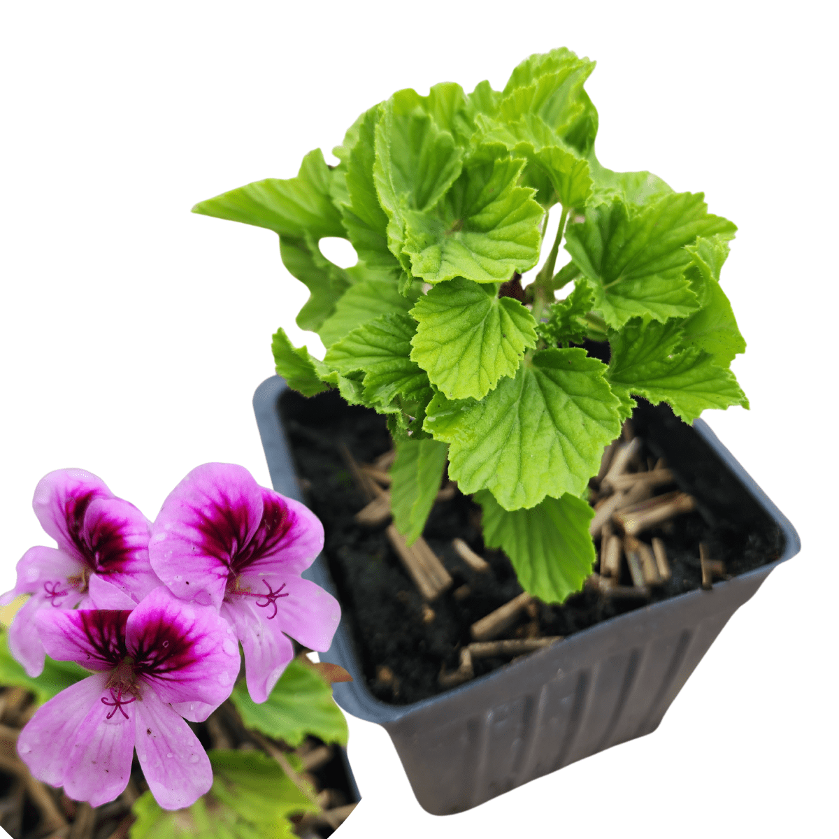 Geranium 'Orange Fizz' (Pelargonium x 'Orange Fizz') Organic Plant in a ...