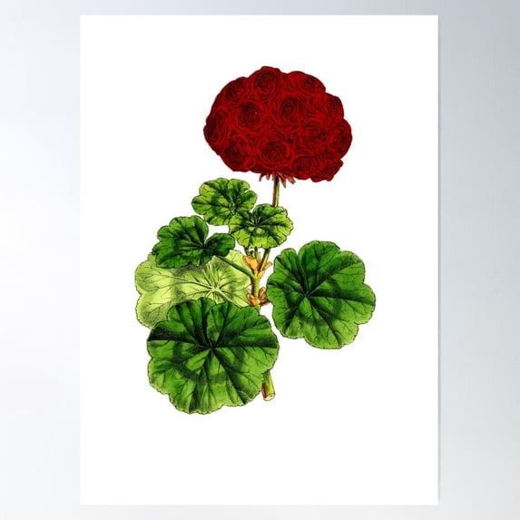Geranium Pelargonium Jewel Poster Wall Art Bedroom Wall Art Home Decor ...