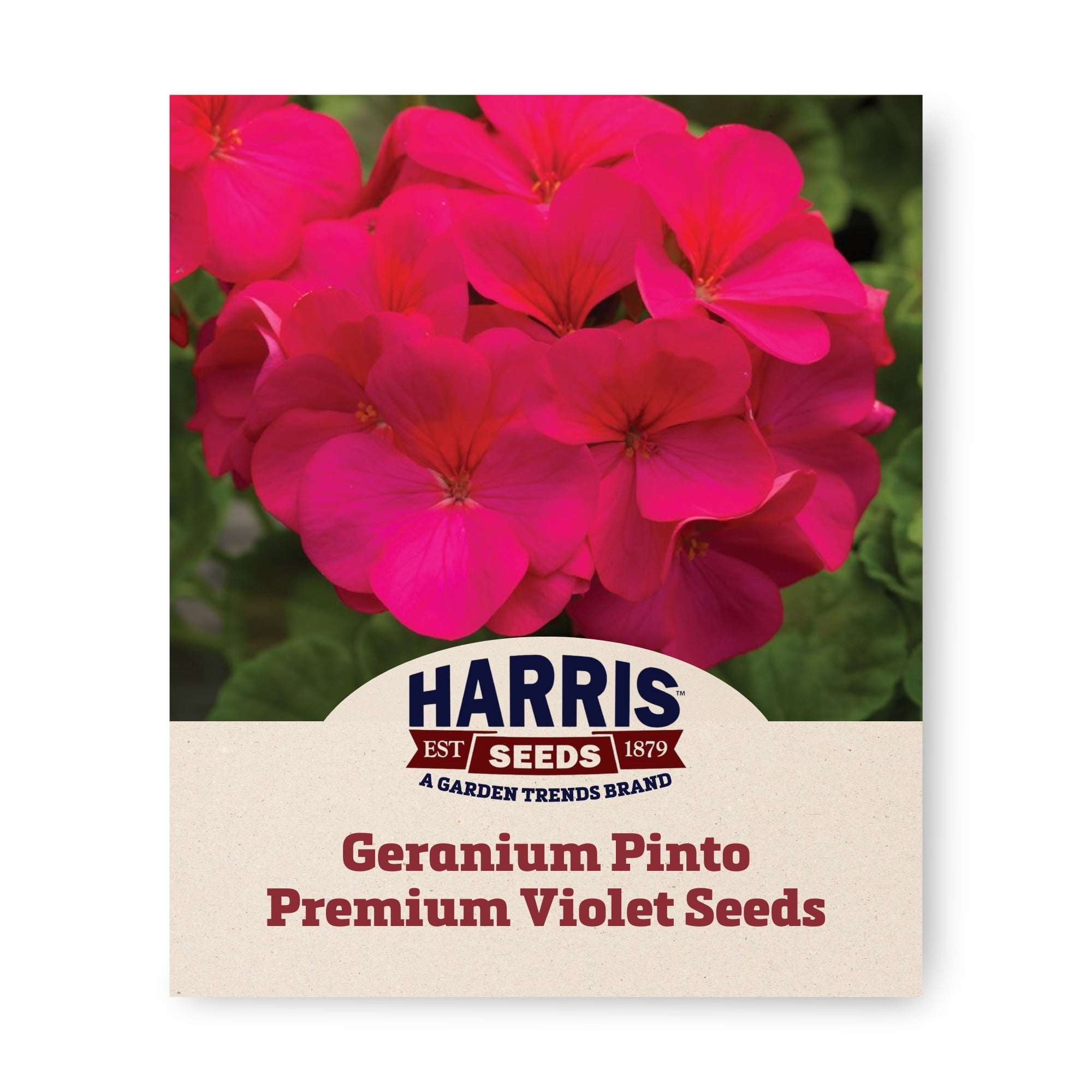 Harris Seeds - Geranium Pinto Premium Violet F1 Seeds - Large Flowers ...