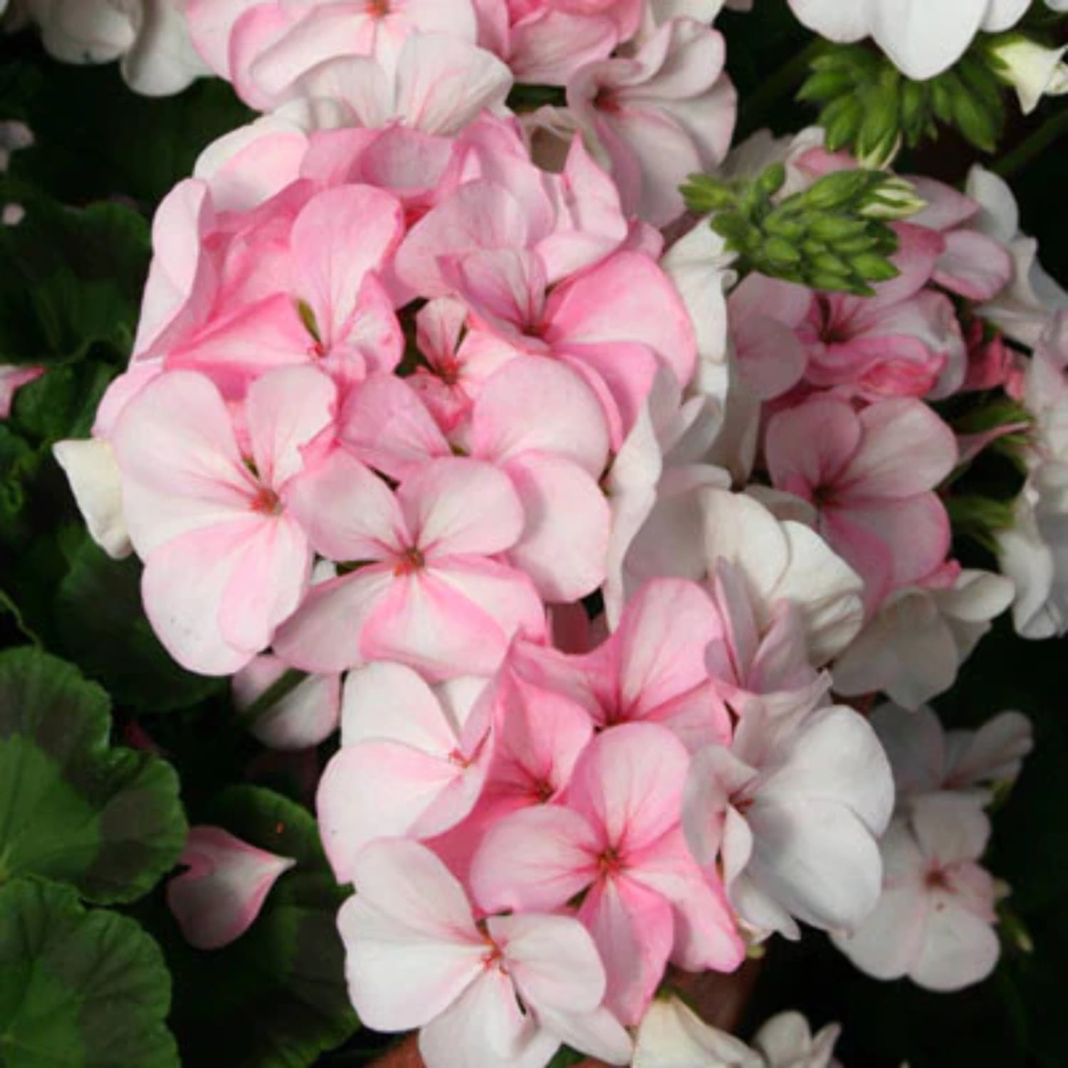 Geranium Pinto Premium White To Rose F1 Seed - Walmart.com