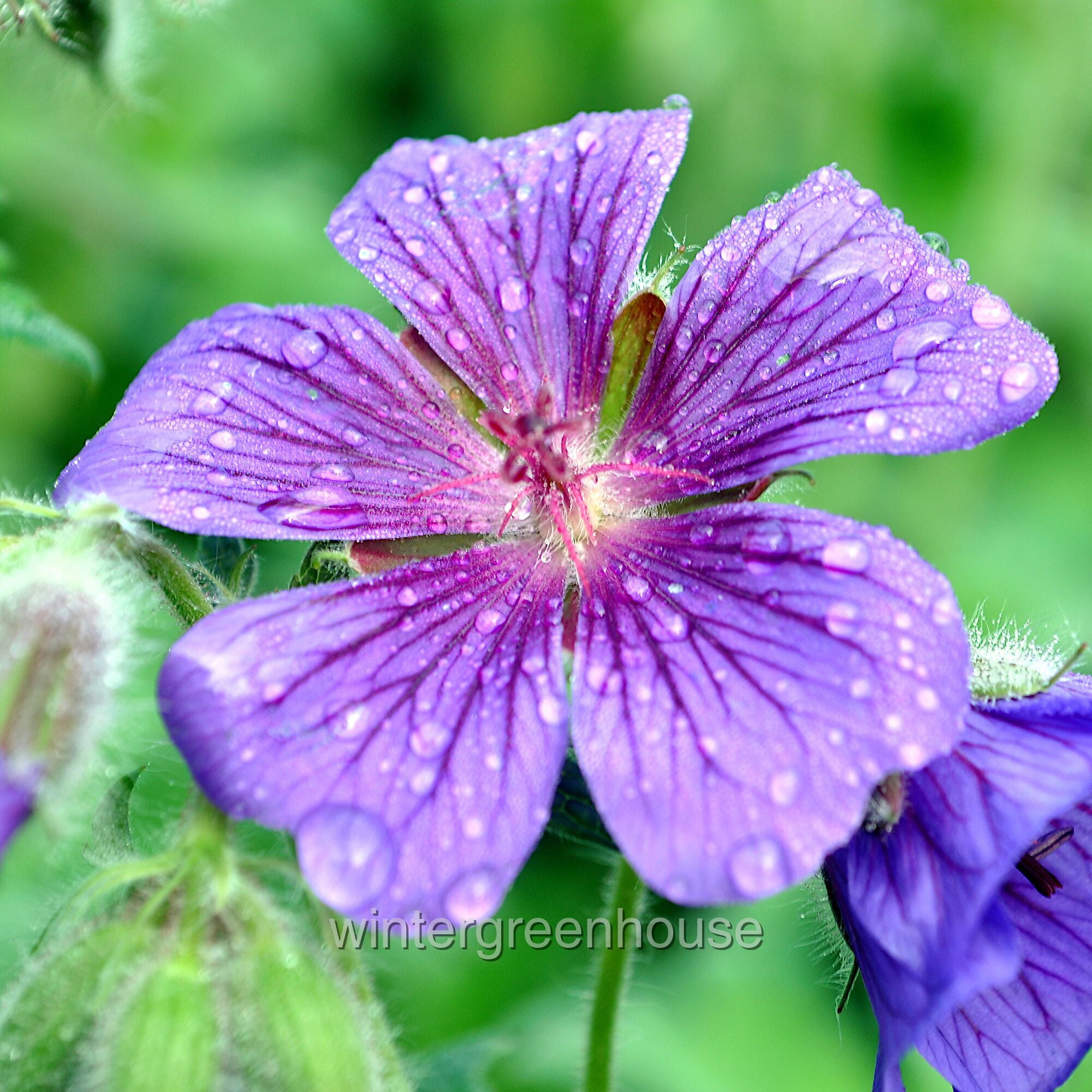 Geranium Rozanne, Cranesbill - Pot Size: 4.5in - Flowers - Walmart.com