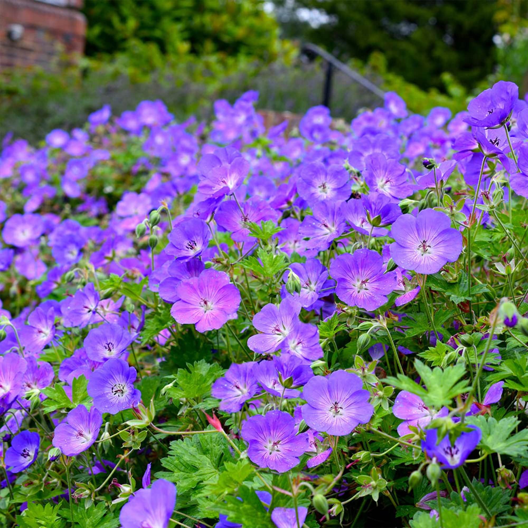 Geranium 'Rozanne' SeedsEGSC Perennial Long Blooming Period Plant ...