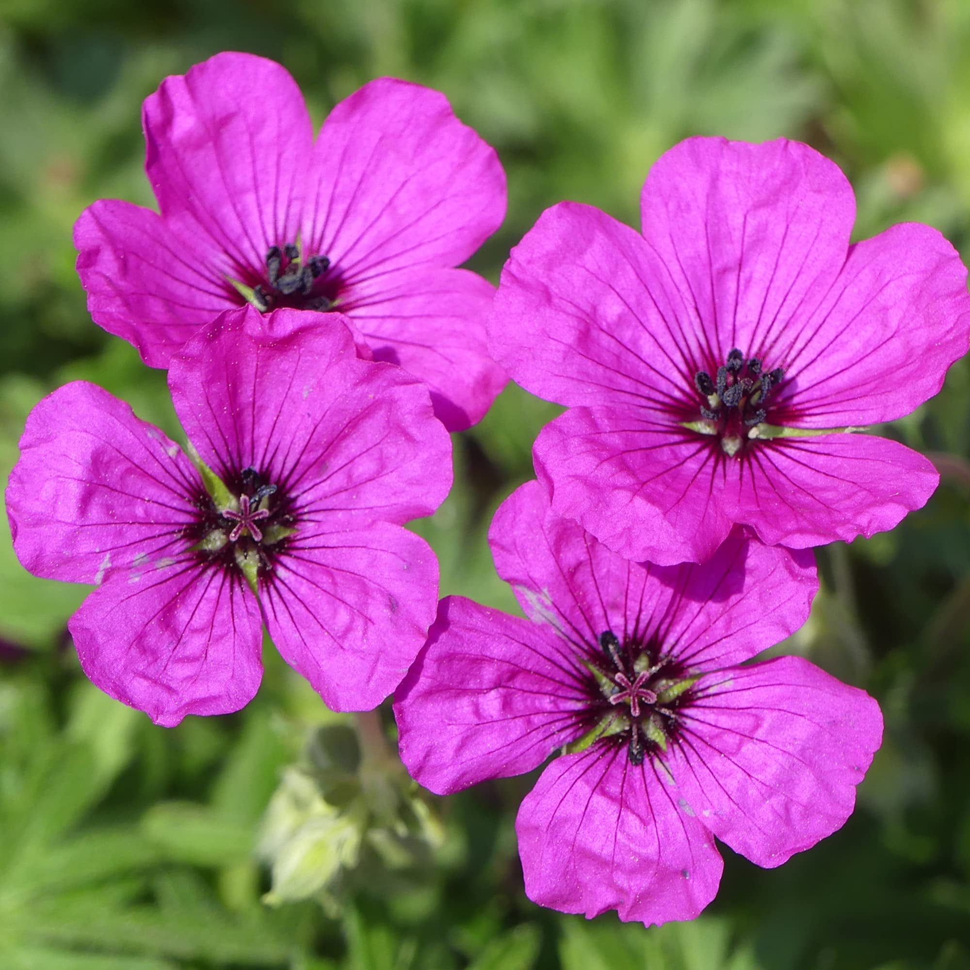 Geranium Subcaulescens 'Giuseppii'UMRT Seeds Cranesbill Evergreen ...
