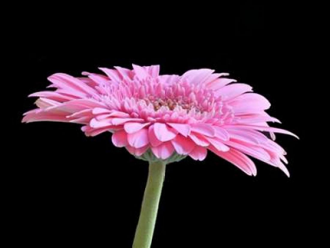 Gerber Angle III Poster Print by Jim Christensen (18 x 24) - Walmart.com