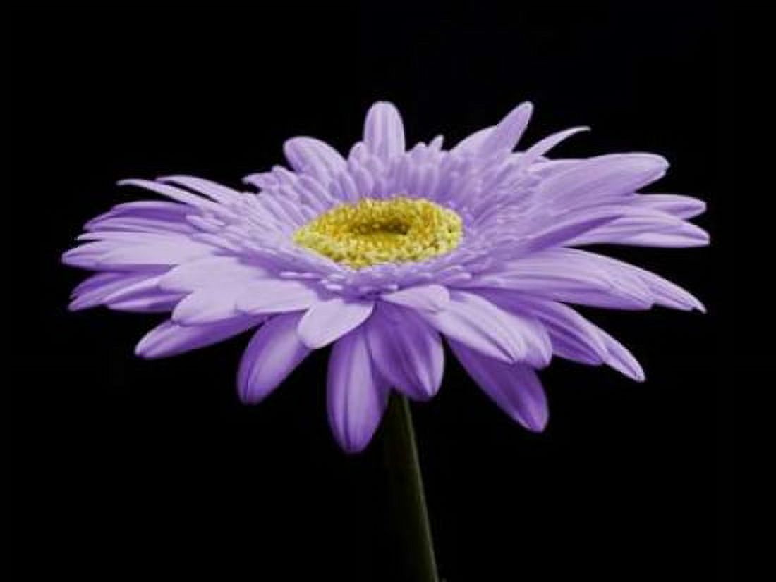 Gerber Angle IV Poster Print by Jim Christensen (18 x 24) - Walmart.com