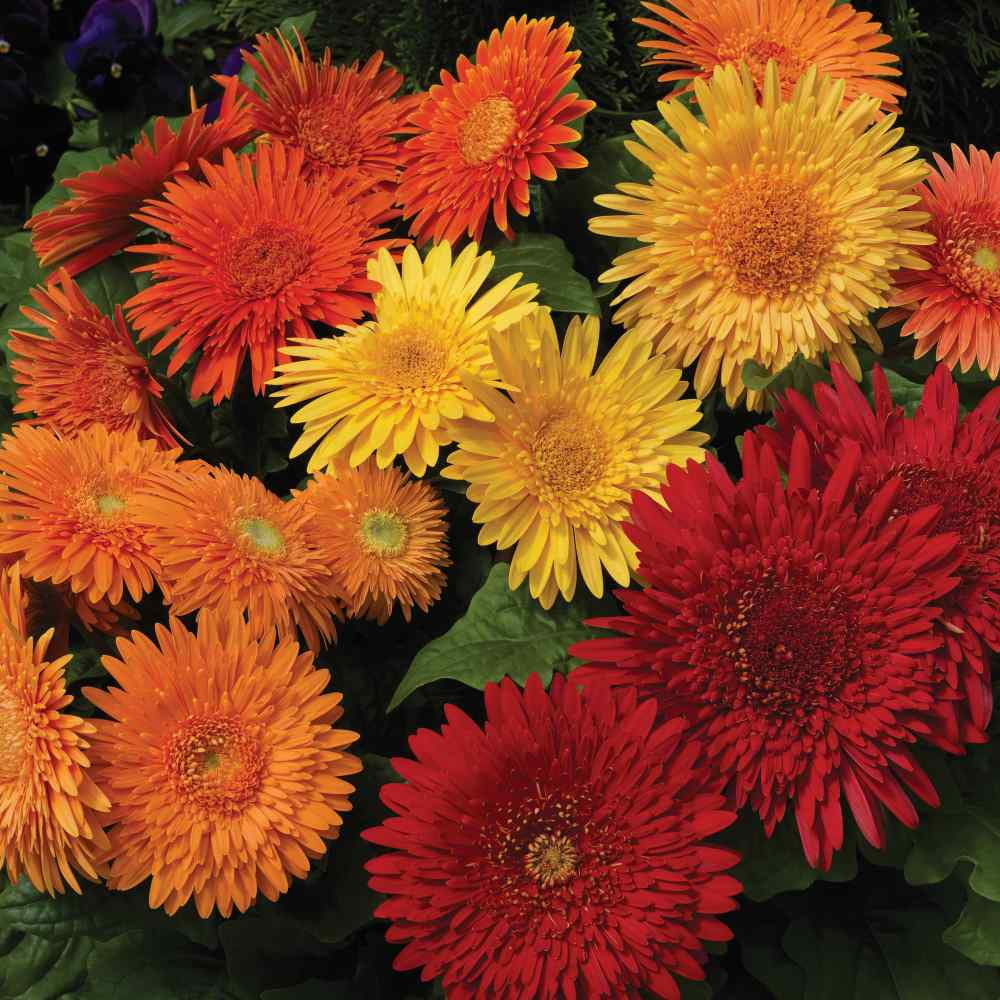Gerbera Autumn Colors Flower Seed Mix - 20 Seeds - Walmart.com