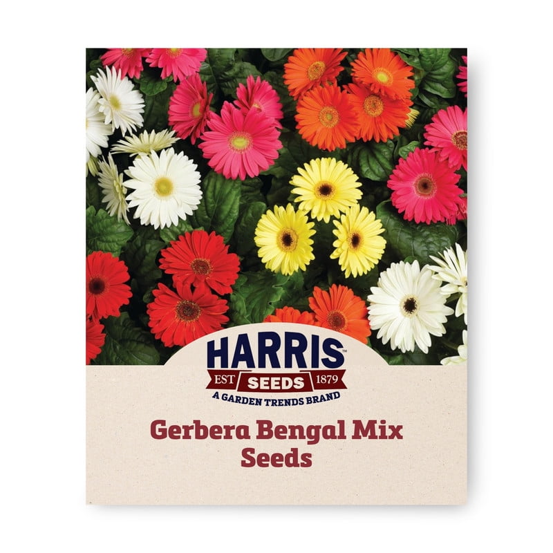 Harris Seeds - Gerbera Bengal Mix F1 Seeds - Large Flowers - 100 Seeds ...