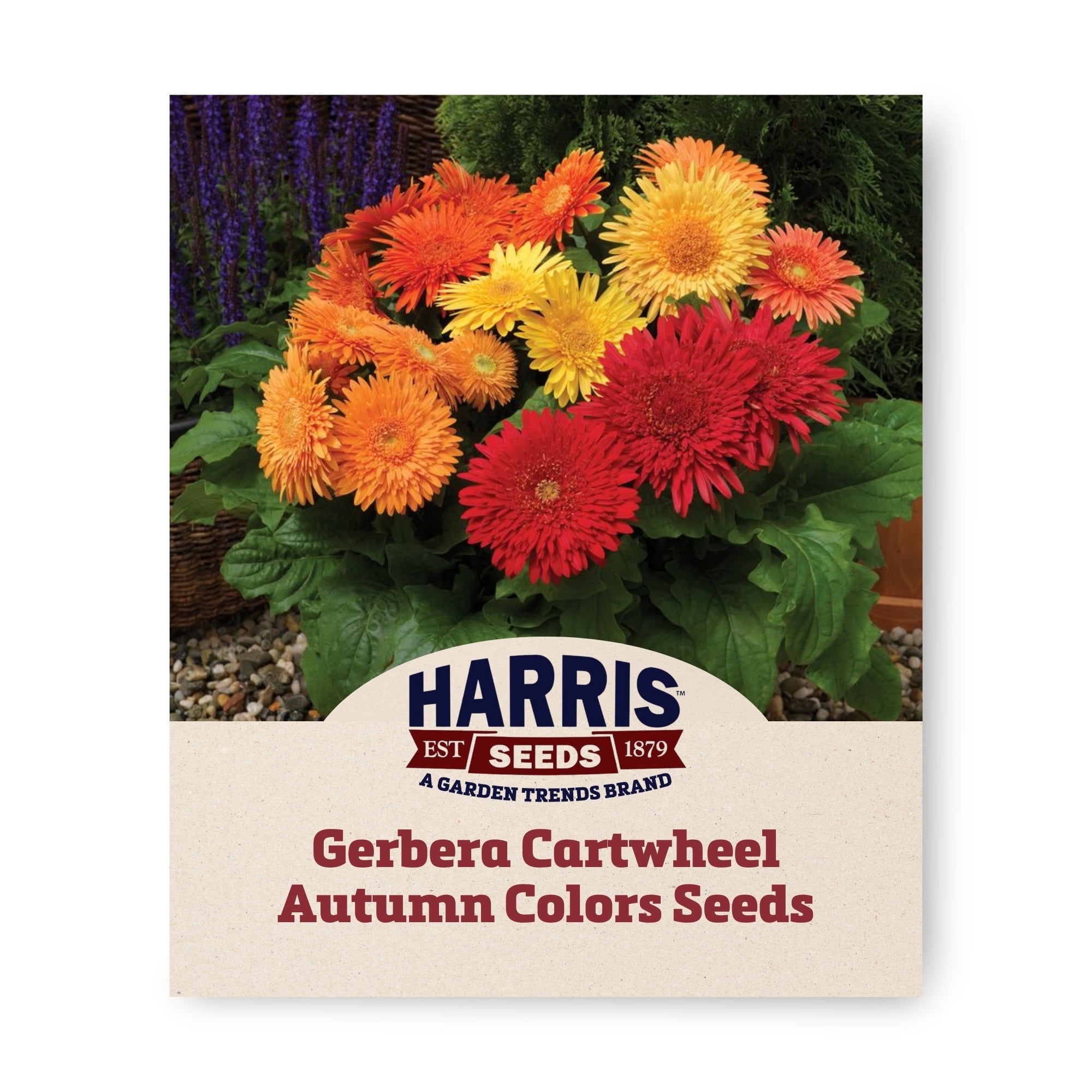 Harris Seeds - Gerbera Cartwheel Autumn Colors F1 Seeds - Semi-double ...