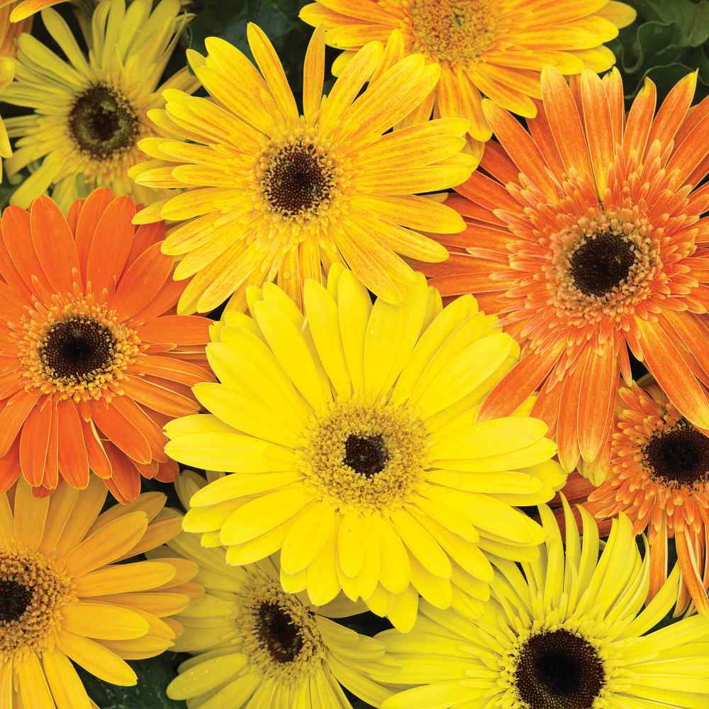 Gerbera Daisy Jaguar Fire Dark Eye Flower Seed Mix - 20 Seeds - Walmart.com