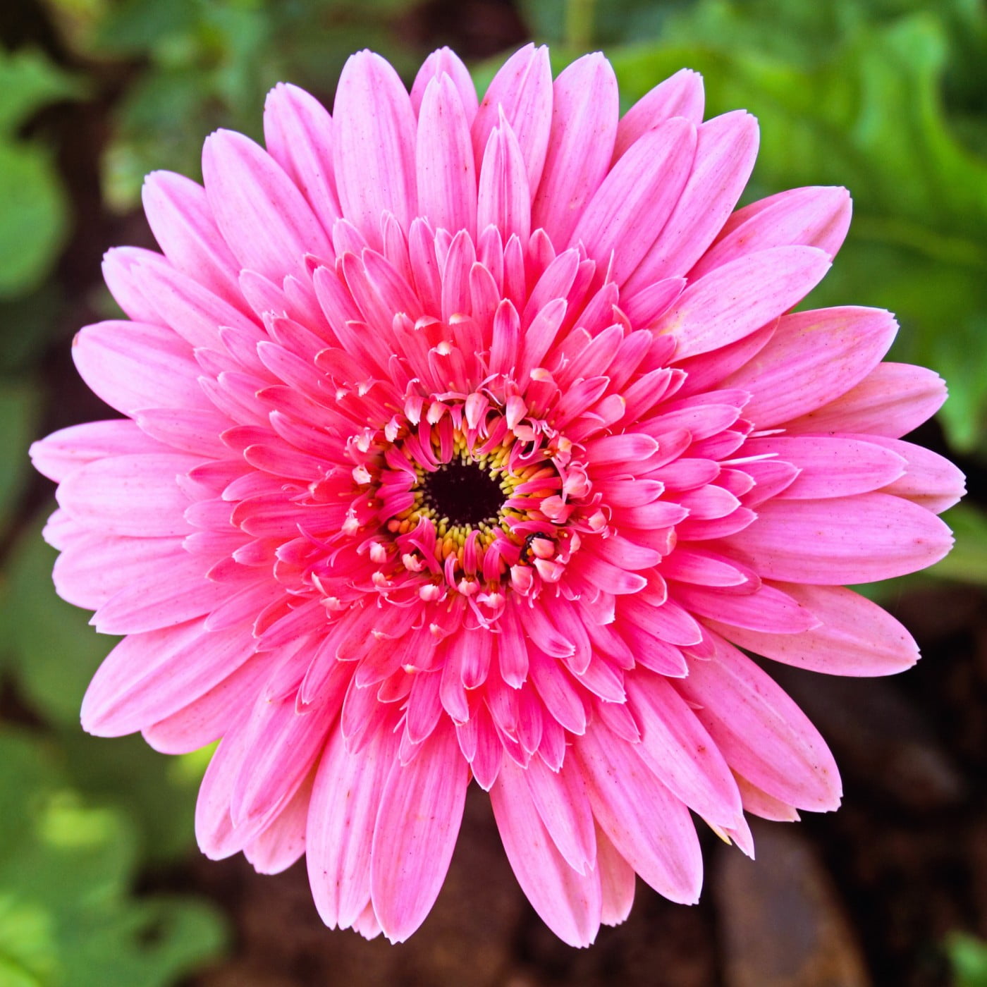 Gerbera Daisy Plants, 1 Live Pink Gerbera Daisy Flowering Plants 4 to 6 ...