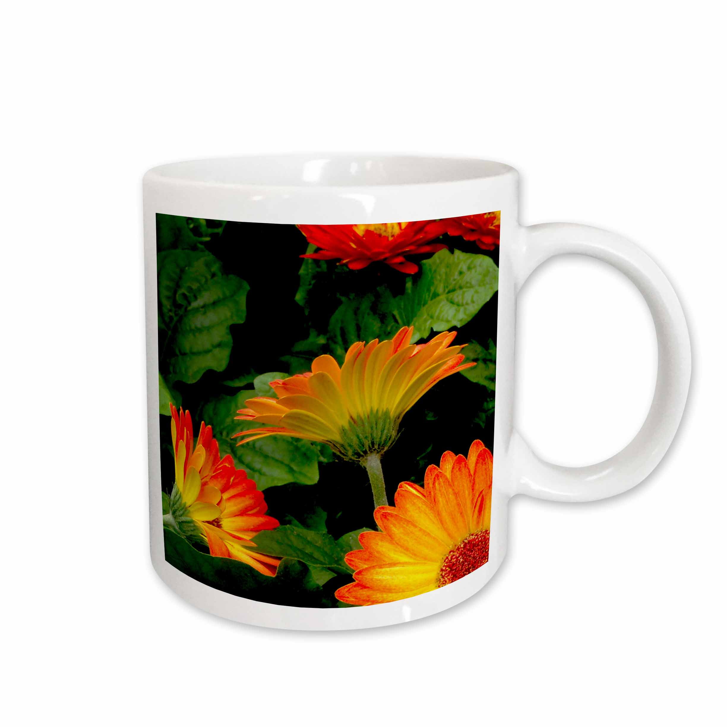 3drose, Gerbera Profiles, a Bright Side View of Lovely Gerbera Daisies ...