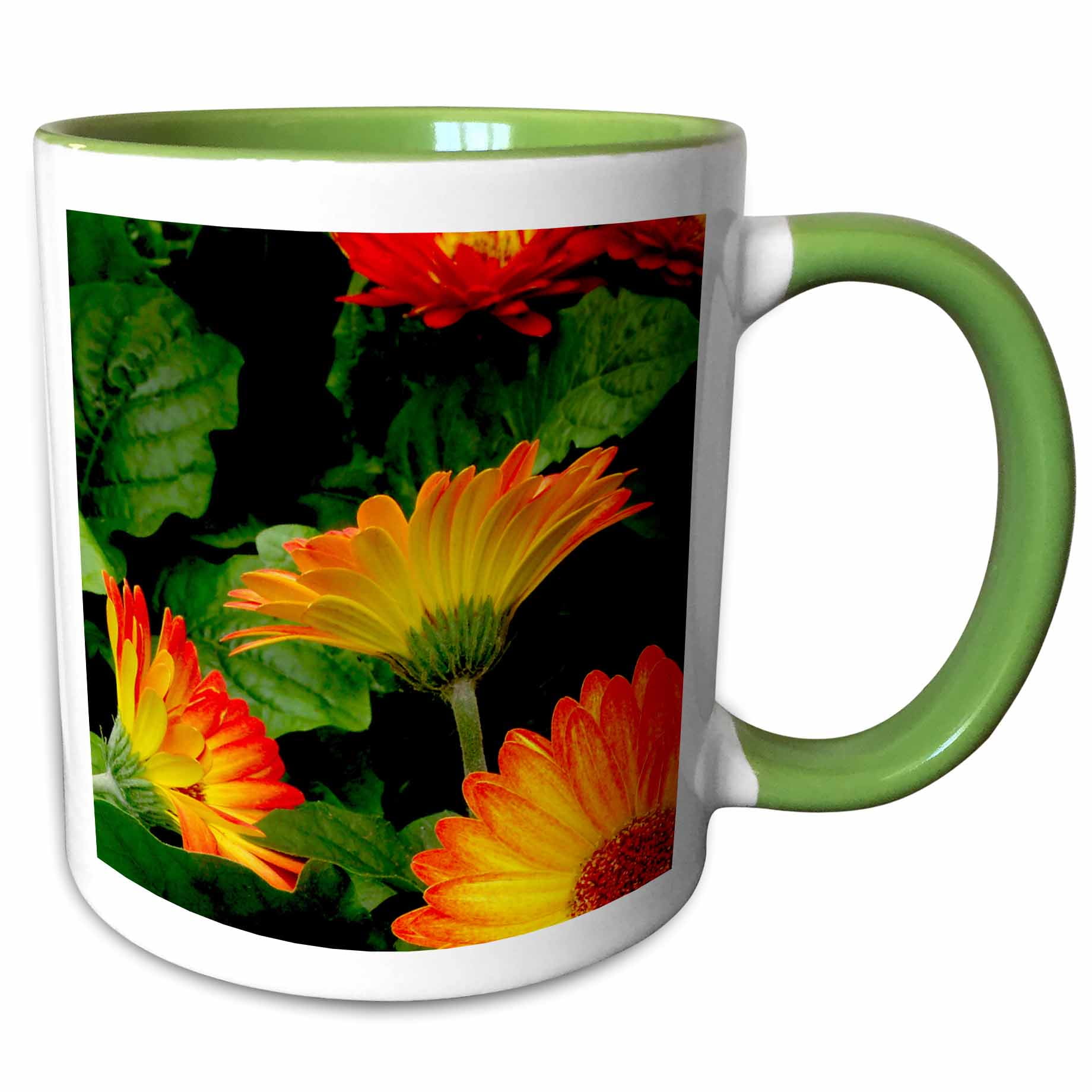 3drose, Gerbera Profiles, a Bright Side View of Lovely Gerbera Daisies ...