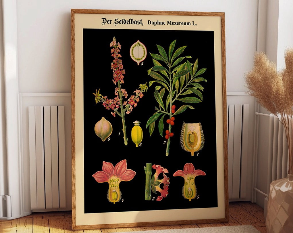 German Botanical Chart Educational Poster - German School Chart - Rare ...