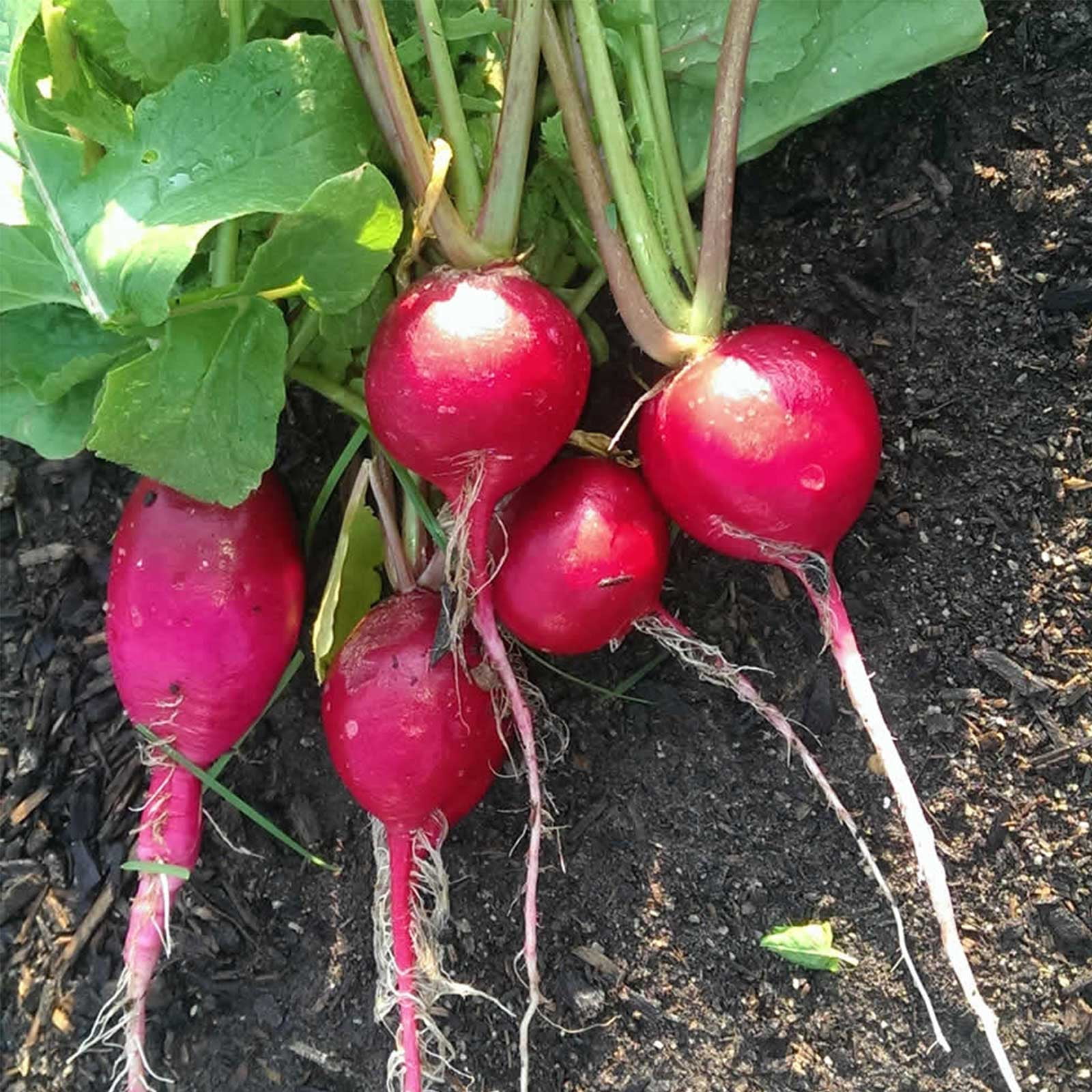 German Giant Radish Seeds - 1 Lb Seed Pouch - Heirloom Garden Seeds ...