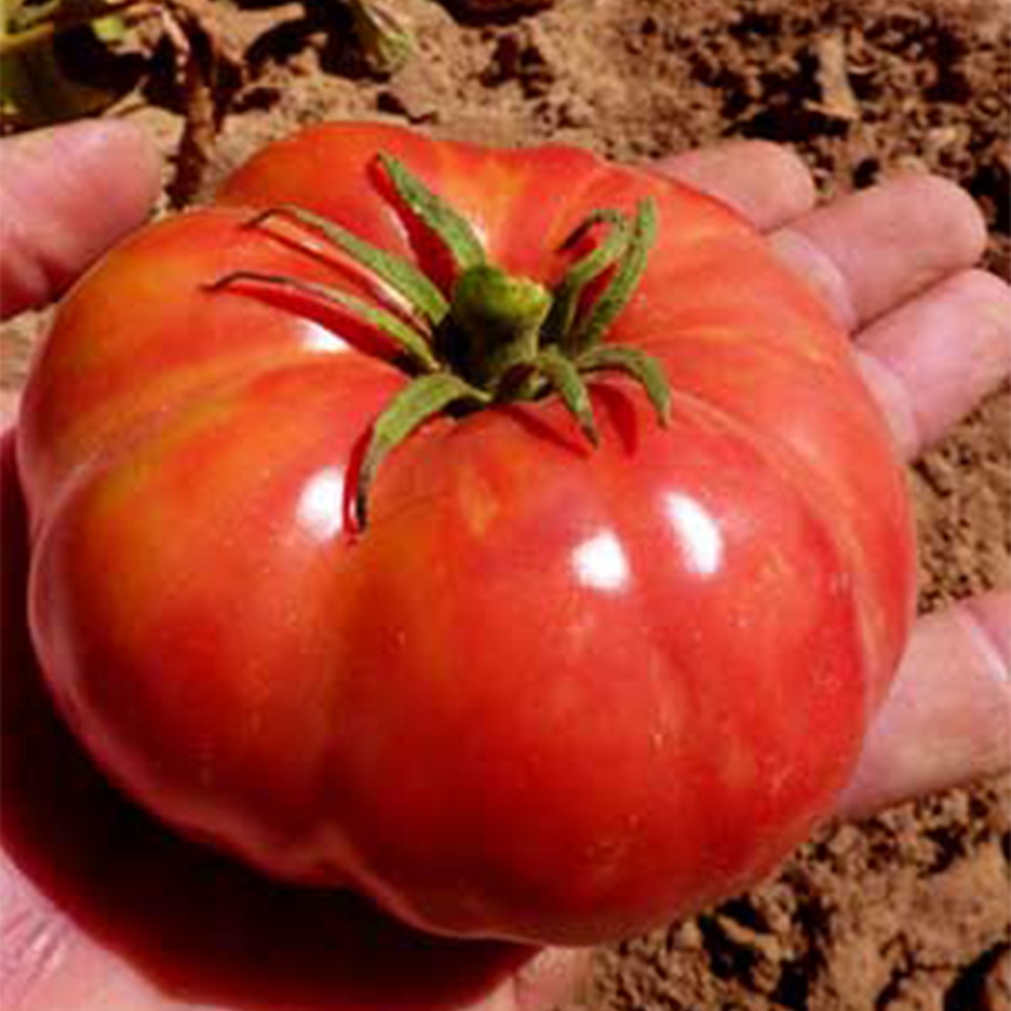 German Johnson Tomato Seeds ~25 Seeds - Heirloom, Open Pollinated, Non ...
