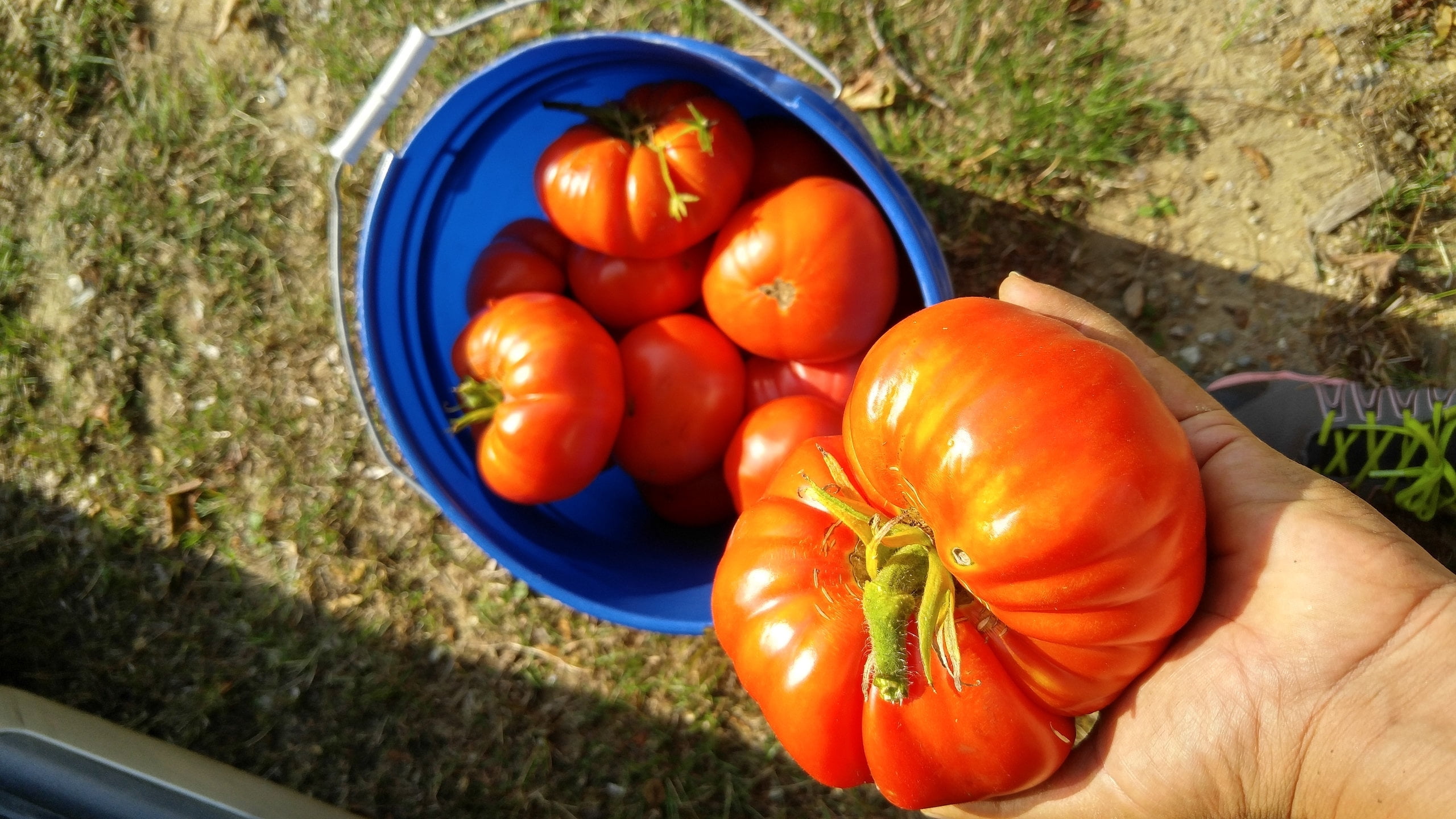 German Johnson Tomato Seeds/ Annual/ Full Sun/10K Seeds 1 oz/ Zellajake ...
