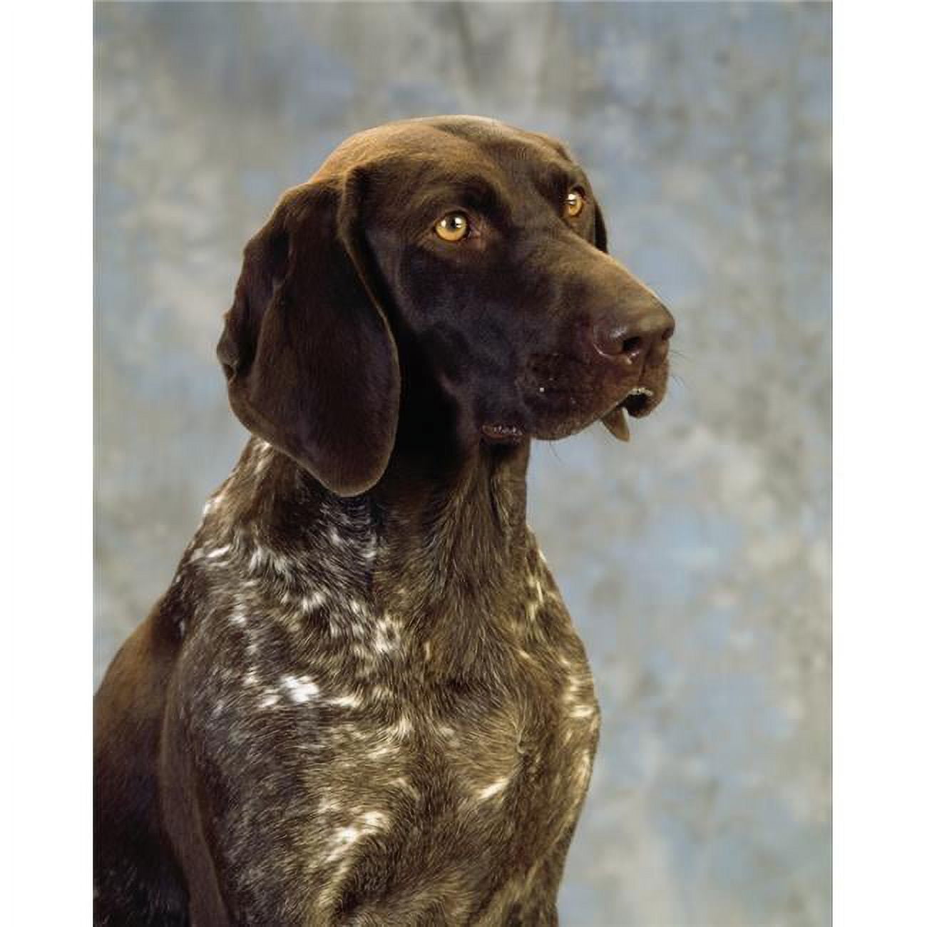 German Pointer - Portrait of A Dog Poster Print by The Irish Image ...