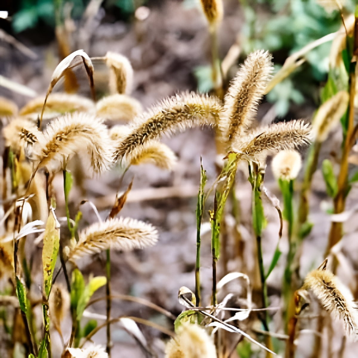 German R Foxtail Millet Seed for Planting - 50 Lbs. - Walmart.com