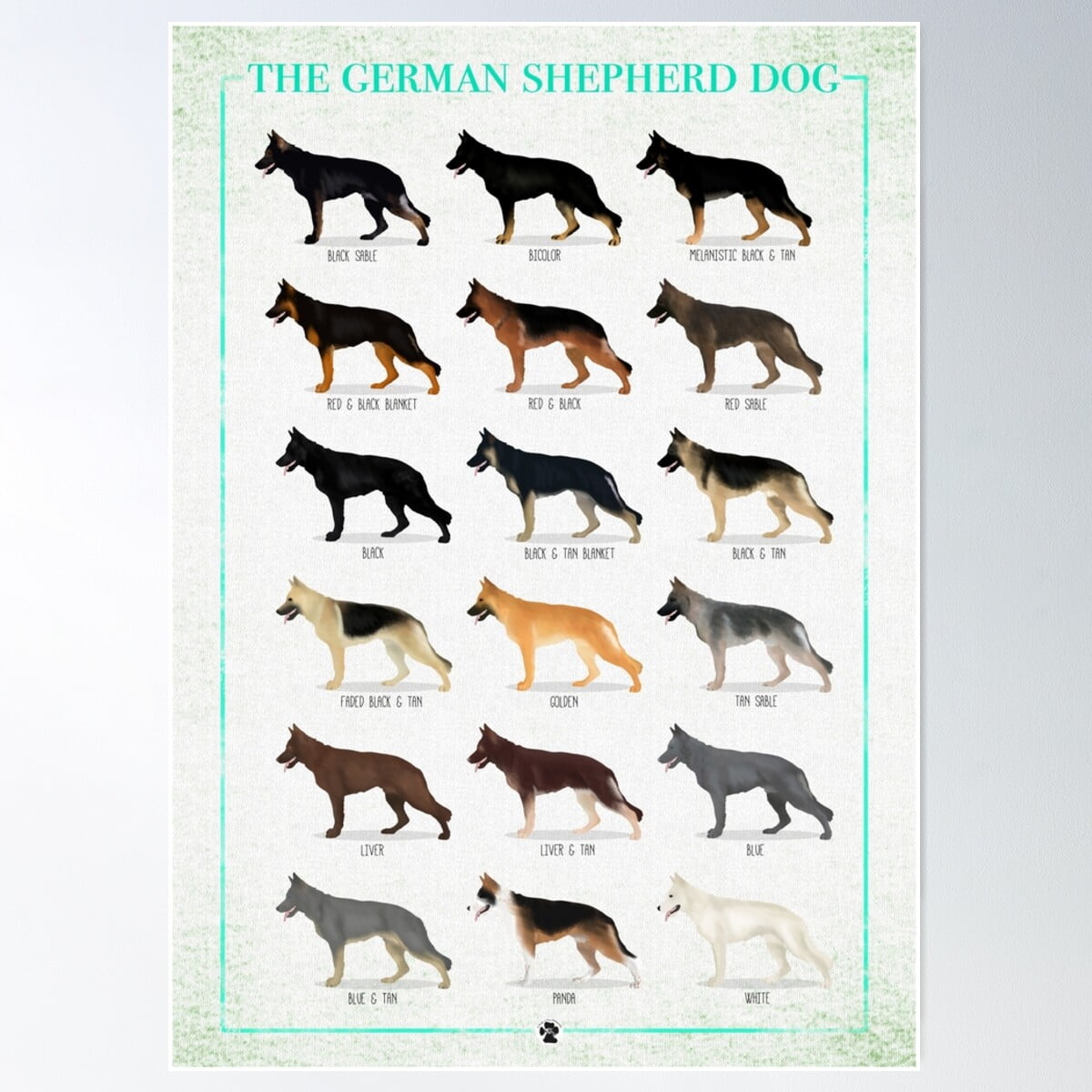German Shepherd: Coat Colors Poster Wall Art, Modern Wall Decor For ...