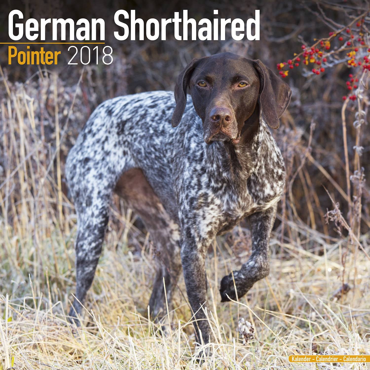 German Shorthair Pointer Calendar 2018 - Dog Breed Calendar - Wall ...