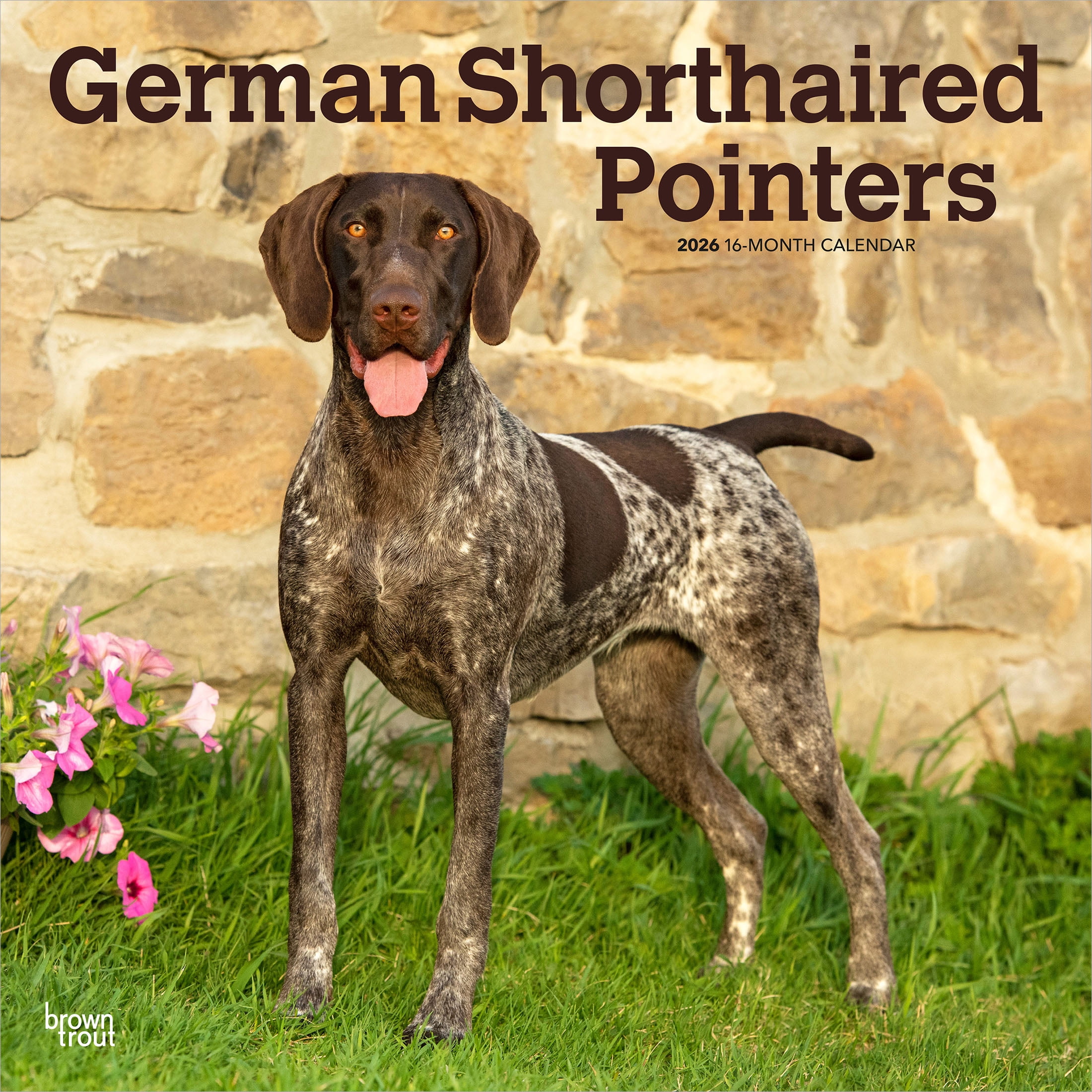 German Shorthaired Pointers | 2026 12x24" (Hanging) Wall Calendar ...