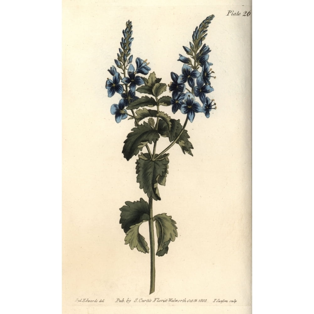 Germander Speedwell Veronica Chamaedrys Poster Print By ?? Florilegius ...