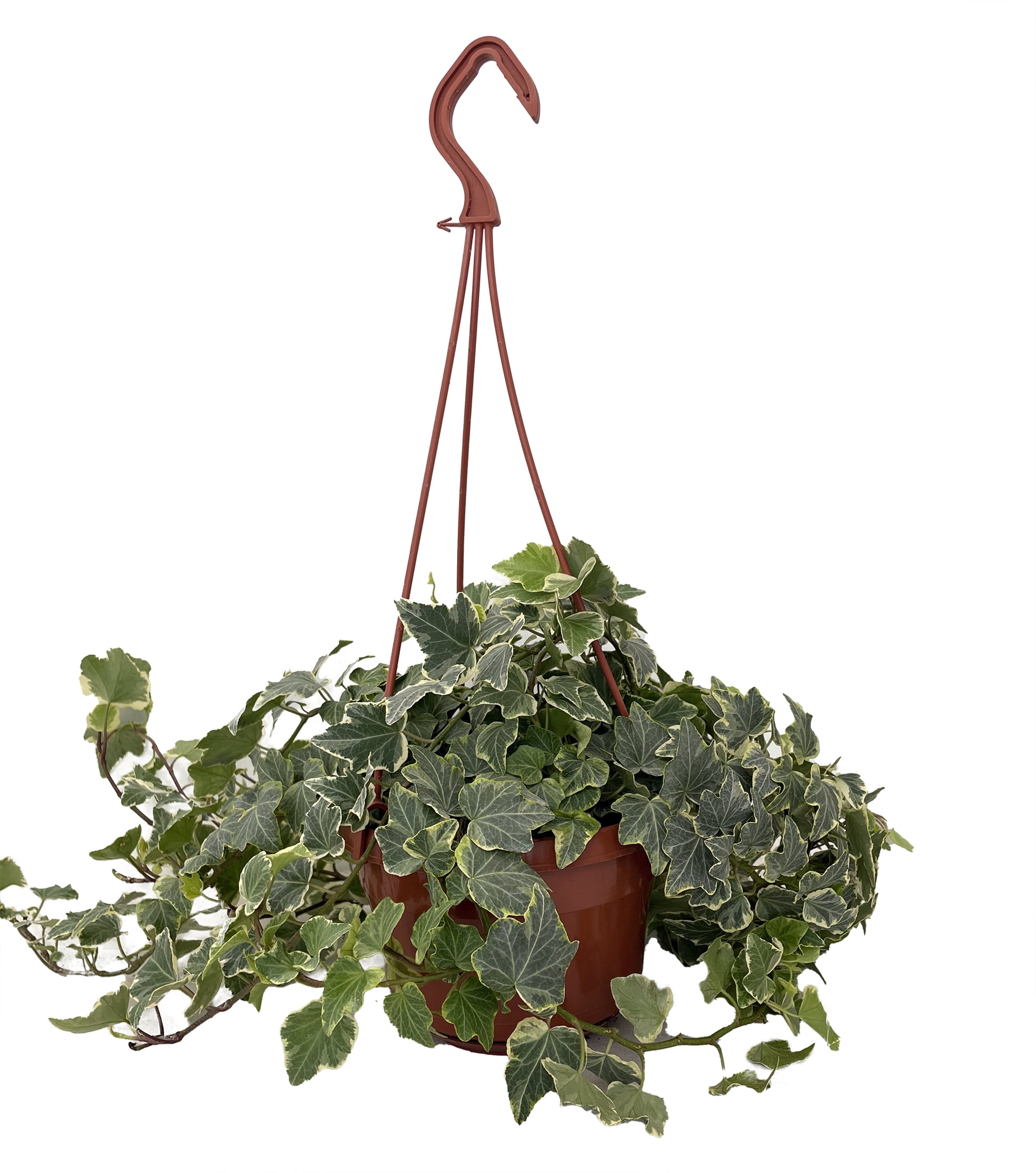 Gertrude Strauss English Ivy - Hedera - 6" Hanging Basket - Walmart.com