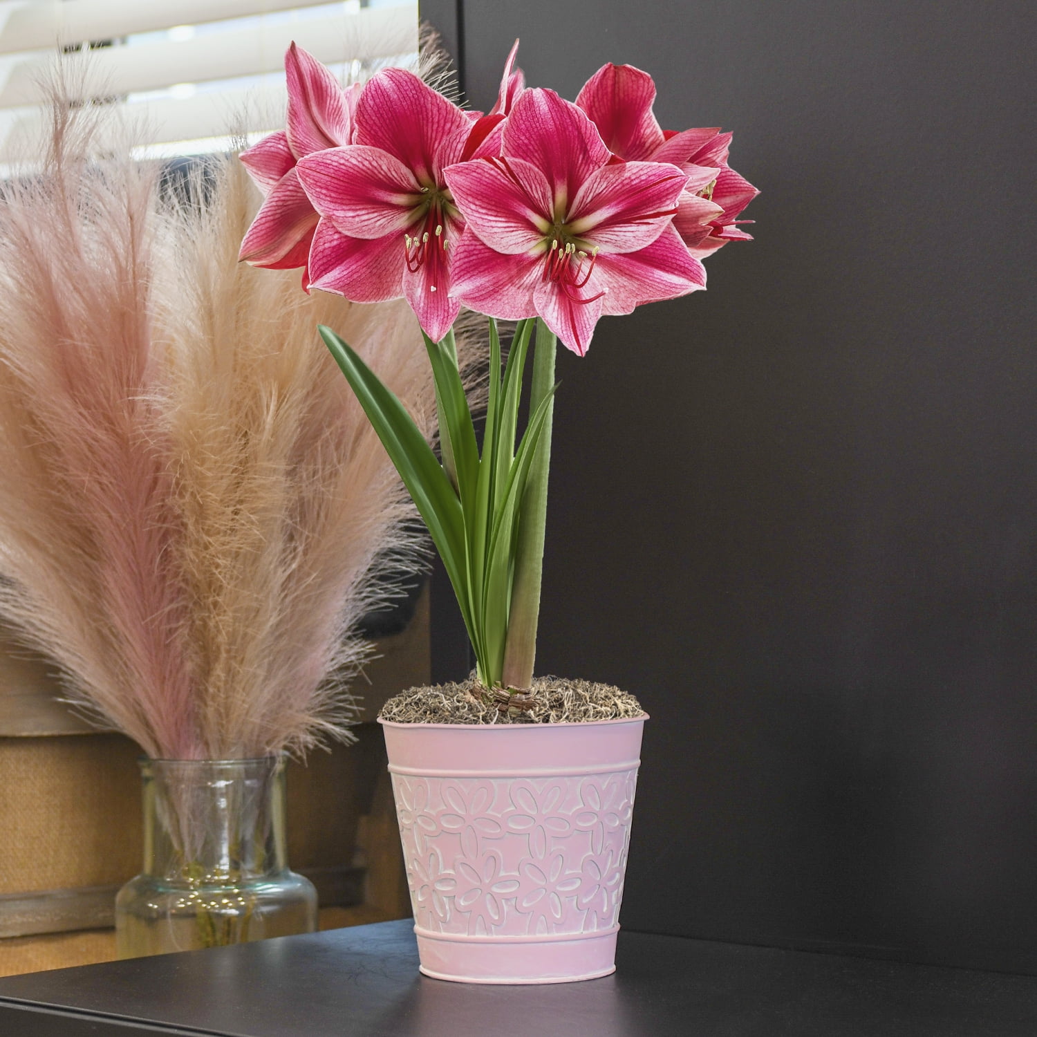 Gervase Amaryllis Pink Flowering Dormant Bulb Gift Kit, Planted in a ...