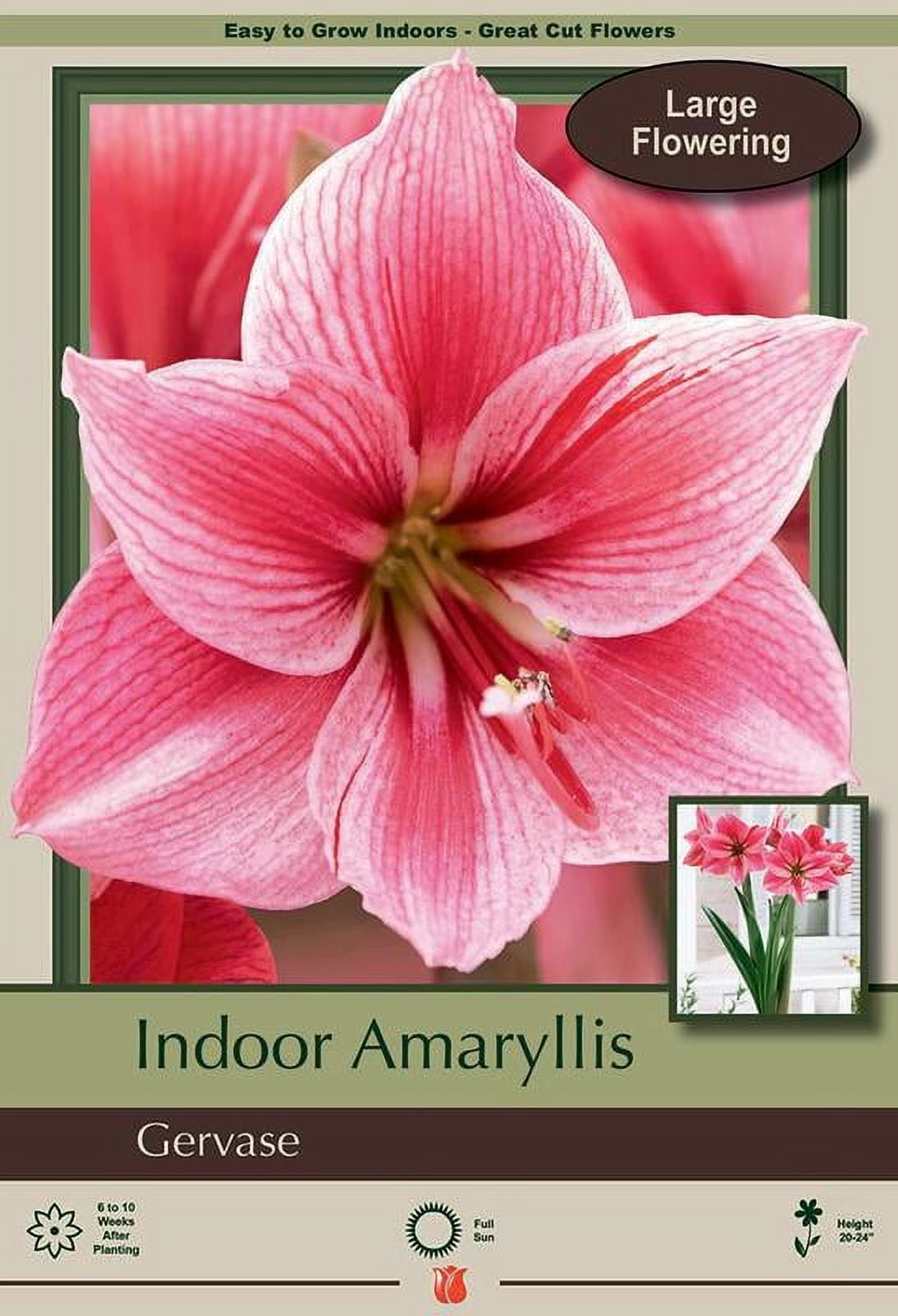 Gervase Giant Dutch Amaryllis - Large Bulb 30/32cm - Walmart Business ...
