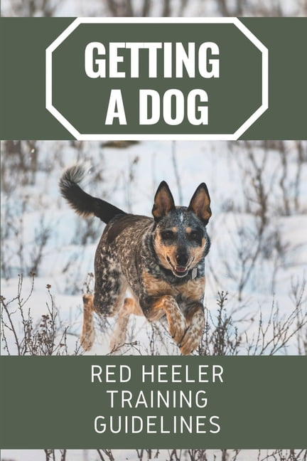 Getting A Dog: Red Heeler Training Guidelines: Red Heeler Training ...