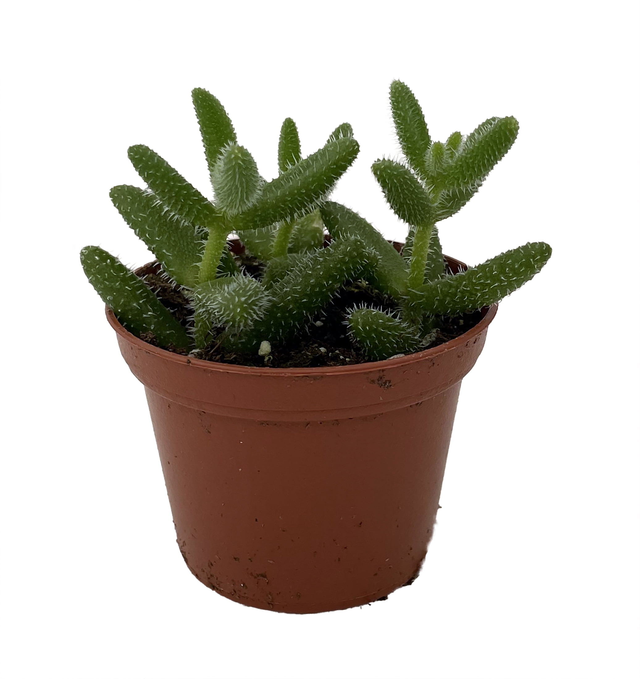 Gherkin Pickle Plant - Delosperma echinatum - Succulent House Plant - 2 ...