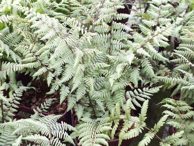 Ghost' Fern 1 Gallon - Walmart.com