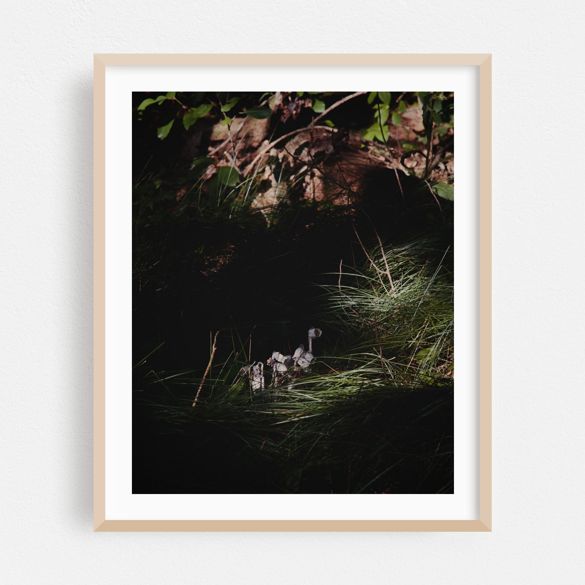 Ghost Pipes 02 - Marlborough Massachusetts Photography Forest Nature ...