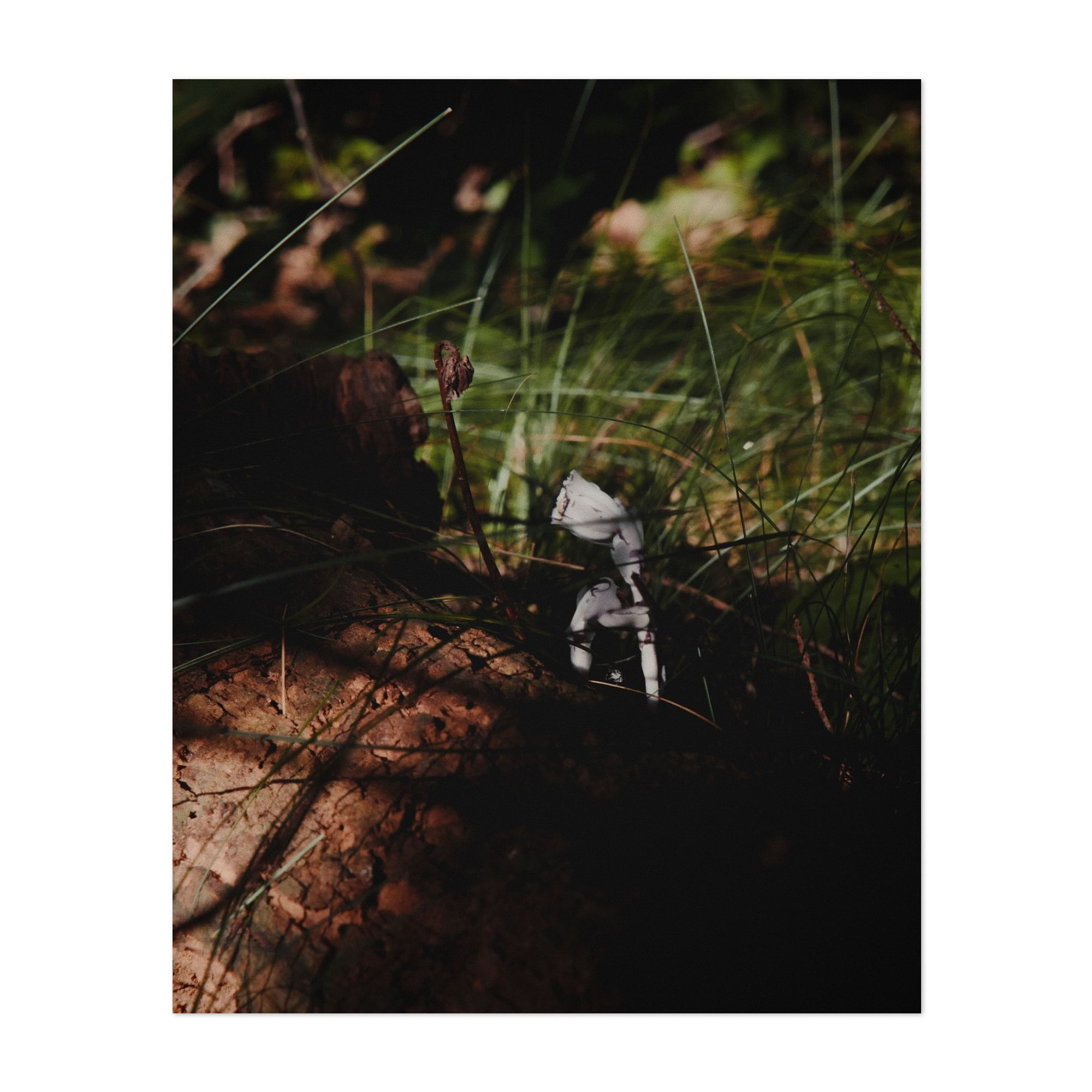 Ghost Pipes 03 - Marlborough Massachusetts Photography Forest Nature ...