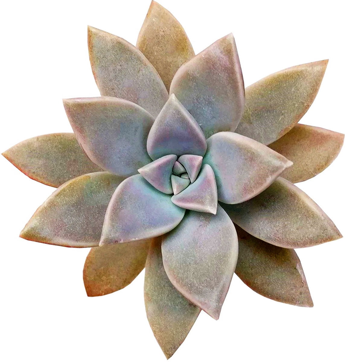 Ghost Plant Graptopetalum Paraguayense (4"+ Clay Pot) - Tiny, Lovely ...