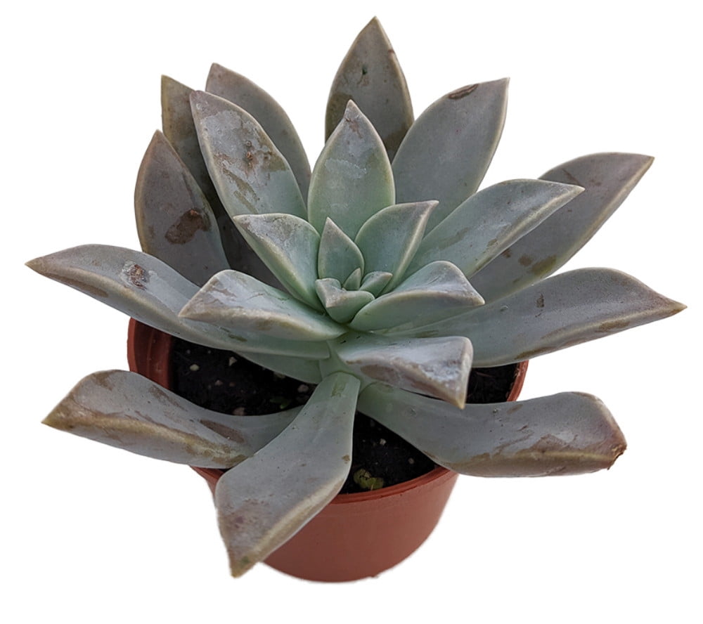 Ghost Plant - Graptopetalum paraguayense - 2.5" Pot - Succulent ...