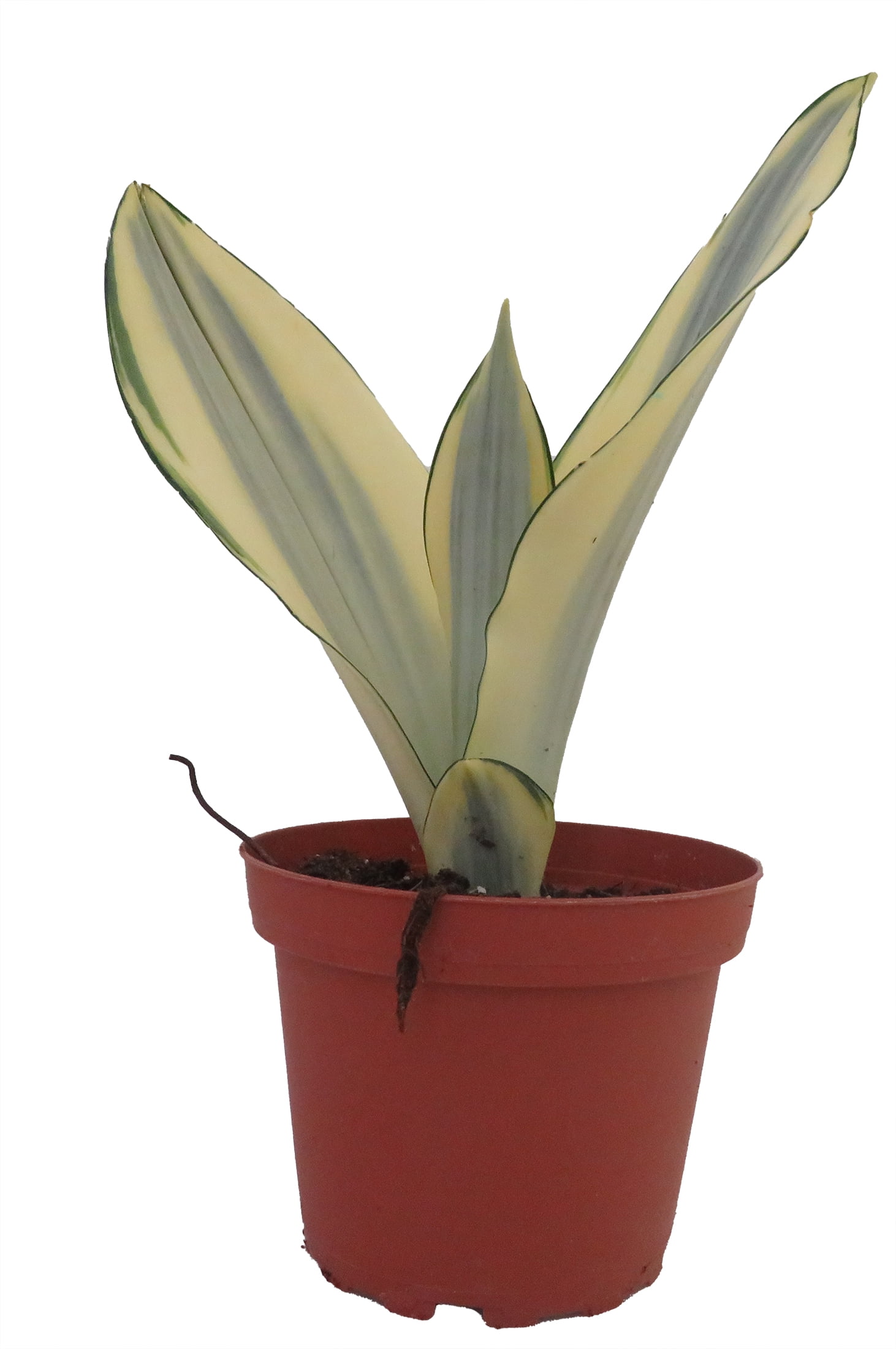 Ghost Snake Plant -Sanseveria- Impossible to kill! - 4" Pot - Walmart.com