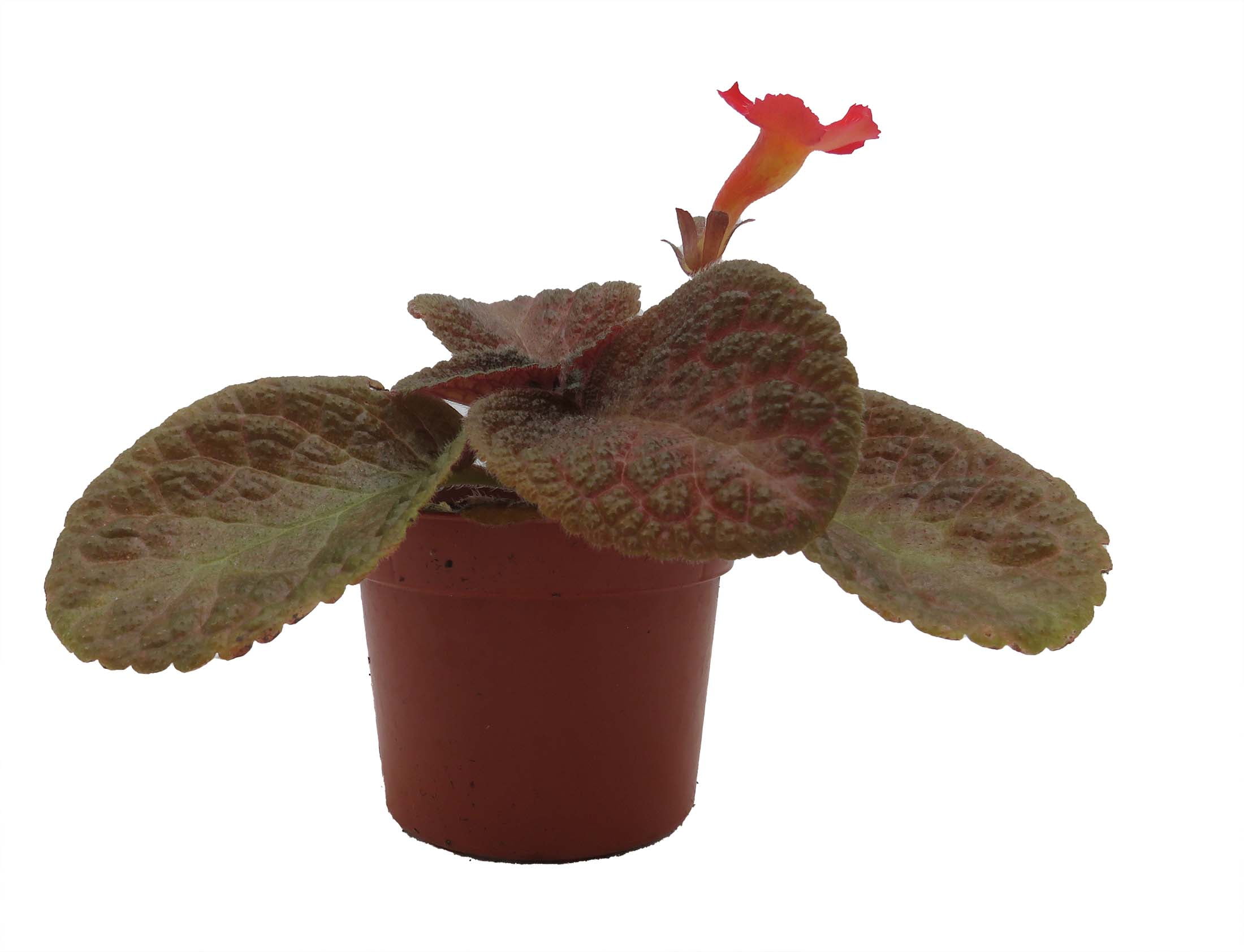 Ghost Story Flame Violet - Episcia - 2.5" Pot - Great House Plant ...