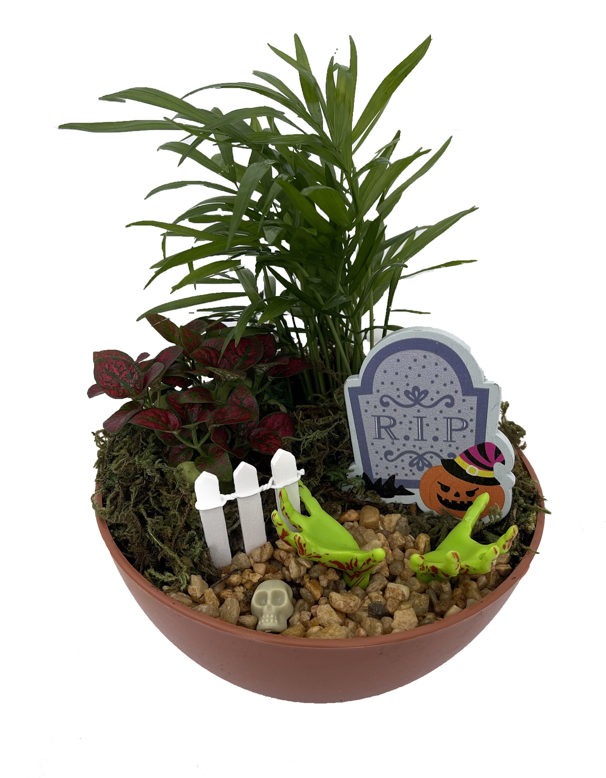Ghoulish Graveyard Halloween Planter - Live House Plants - 5" Pot - Walmart.com