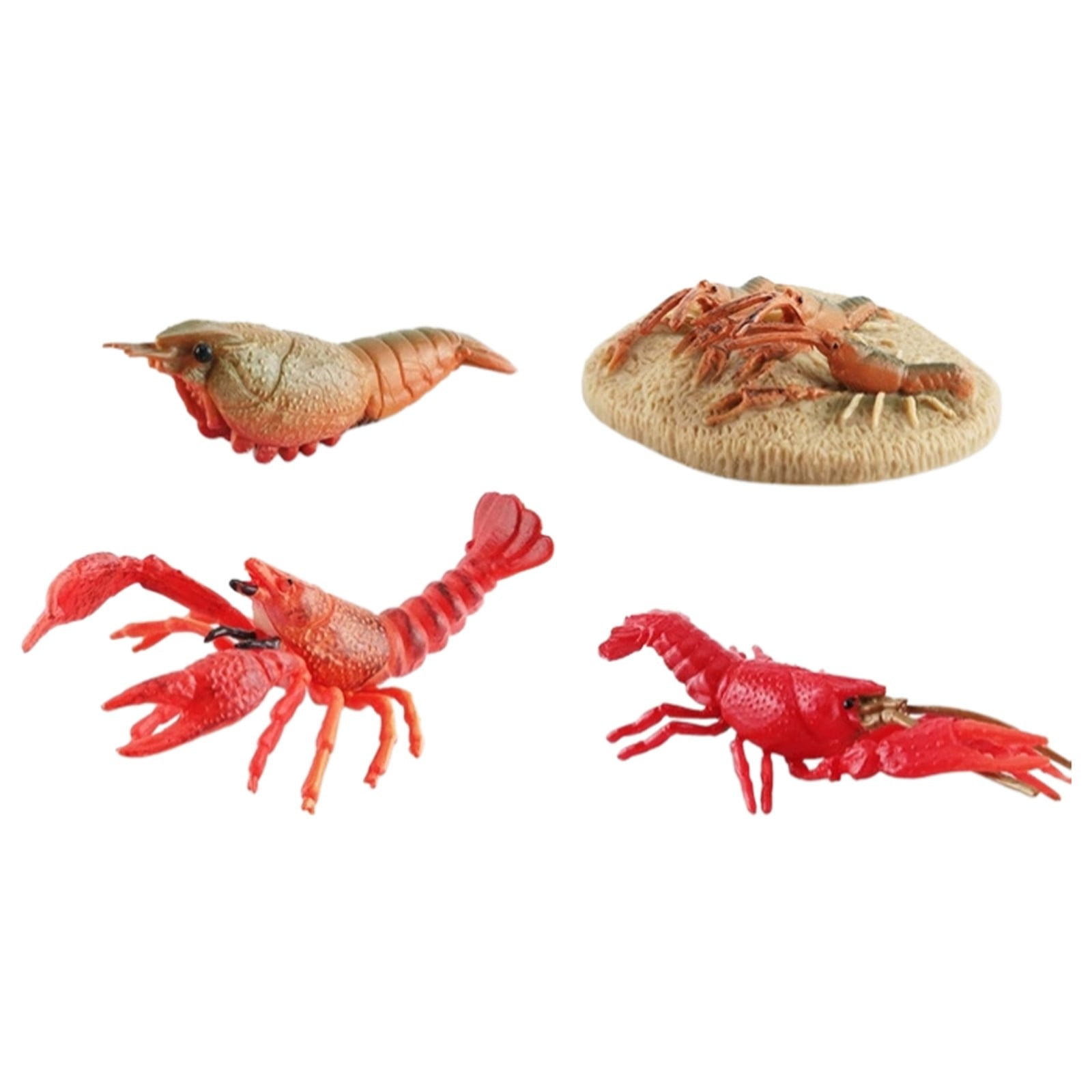 GiLiling Realistic Lobster Growth Cycle Model Set - Marine Life ...