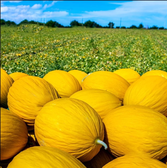 Giallo Canary Rugoso Melon 4 Gram ~20 Seeds – Cucumis melo – Non-GMO ...