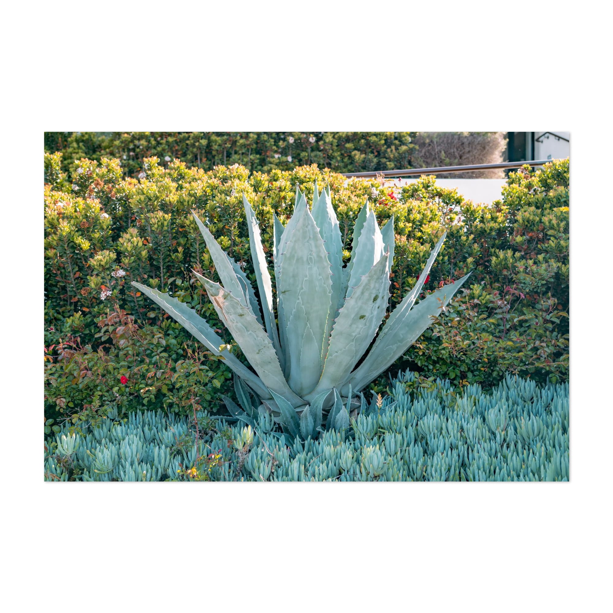 Giant Agave - California Photography Cactus Botanical Garden Nature ...