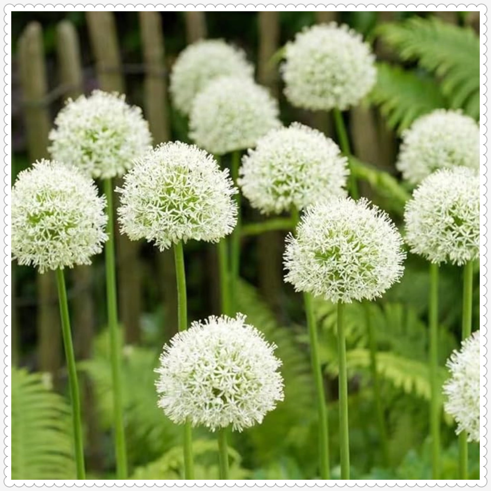 Giant Allium Bulbs For Planting Outdoors Allium Bulbs For Planting ...