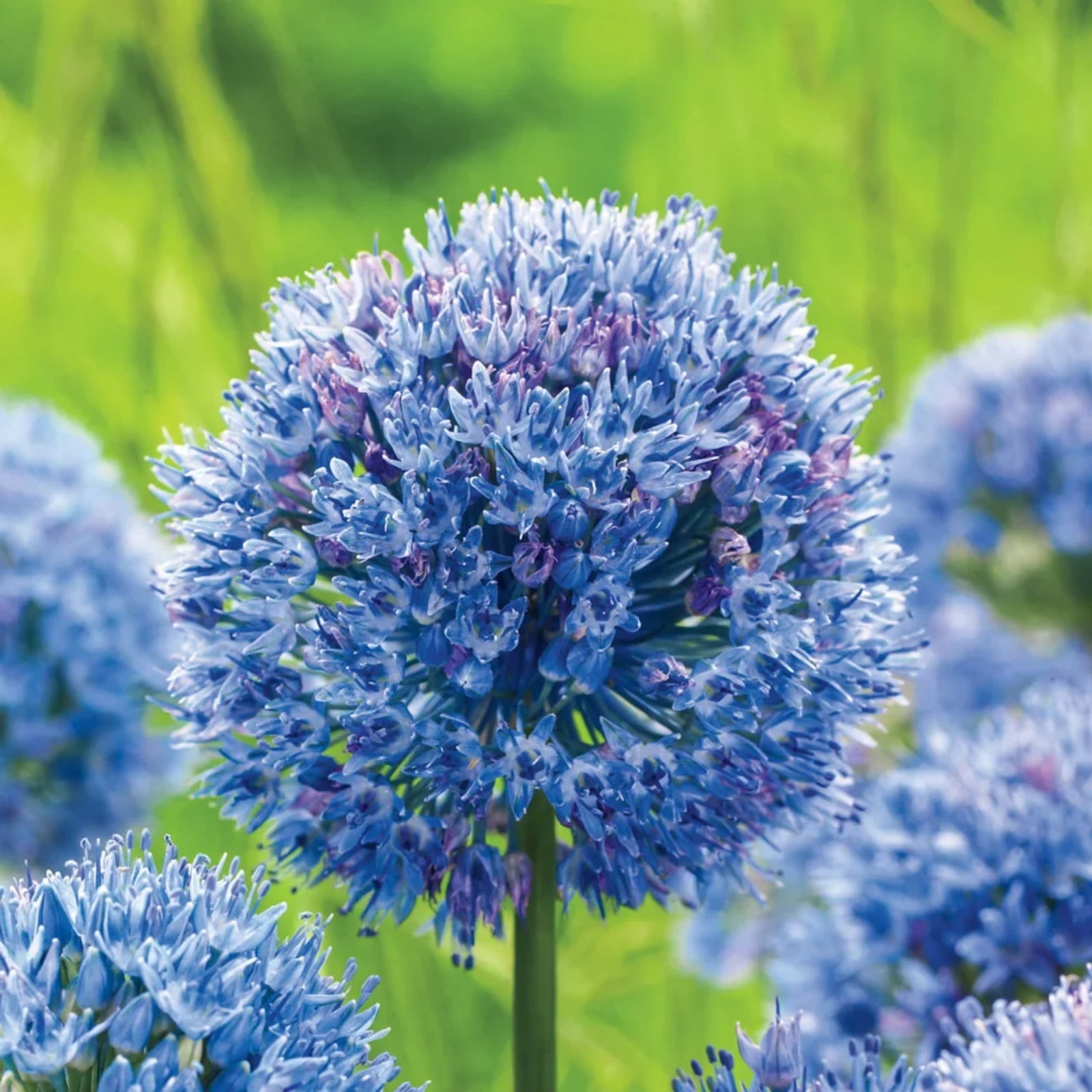 -Giant Allium-Bulbs For Planting-for Gardening and Planting-INS garden ...