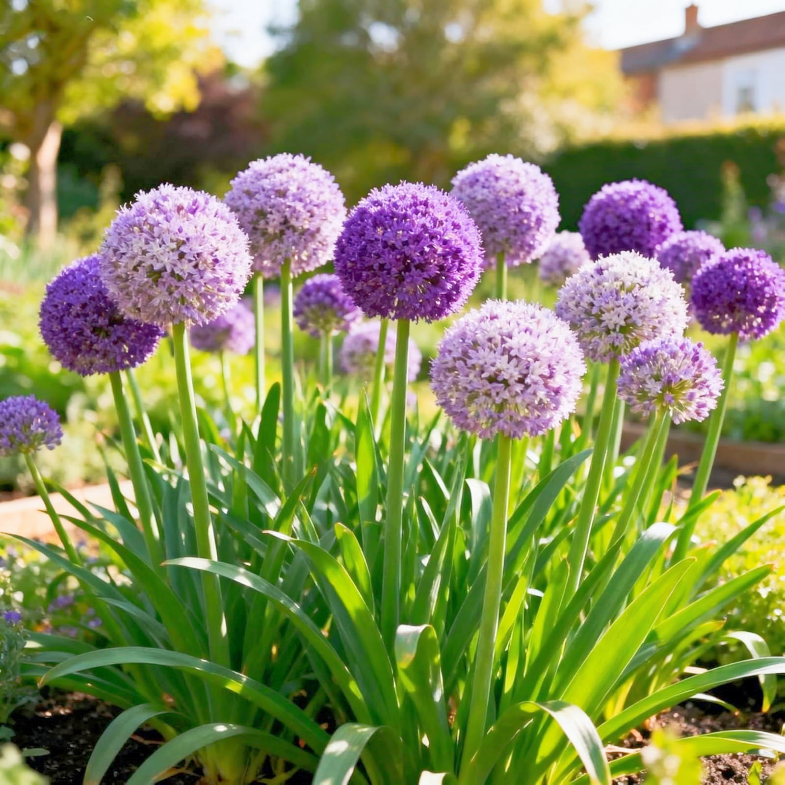 Giant Allium For Planting Ideal for Gardening Deer Resistant Variegated ...