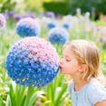 Giant Allium For Planting Ideal for Gardening Deer Resistant Variegated ...