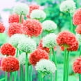 Giant Allium For Planting Ideal for Gardening Deer Resistant Variegated ...
